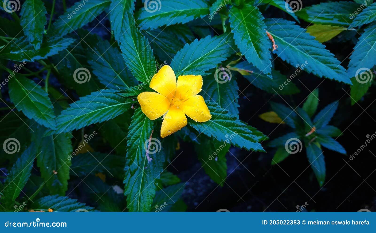 Yellow Flowers Dripping with Rain Water Stock Image - Image of flower ...