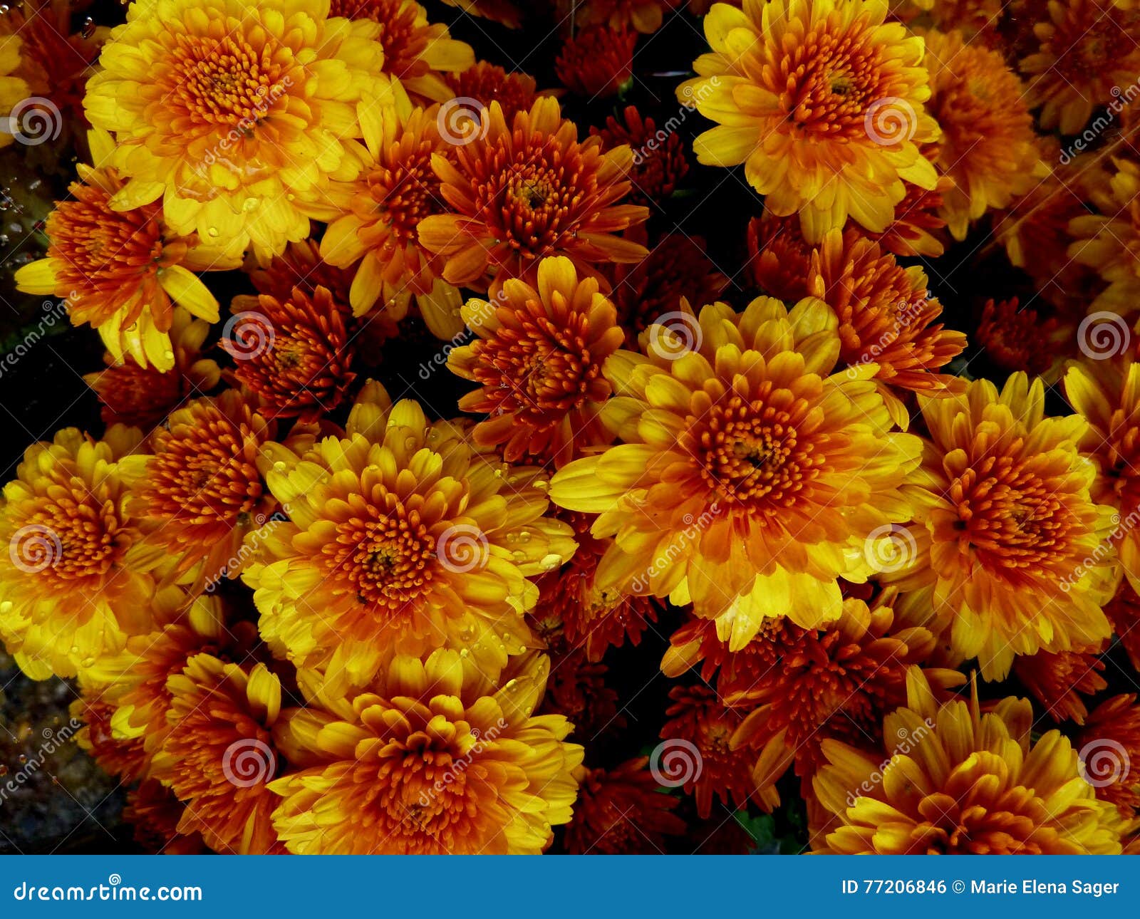 Yellow flowers in the fall stock photo. Image of background - 77206846