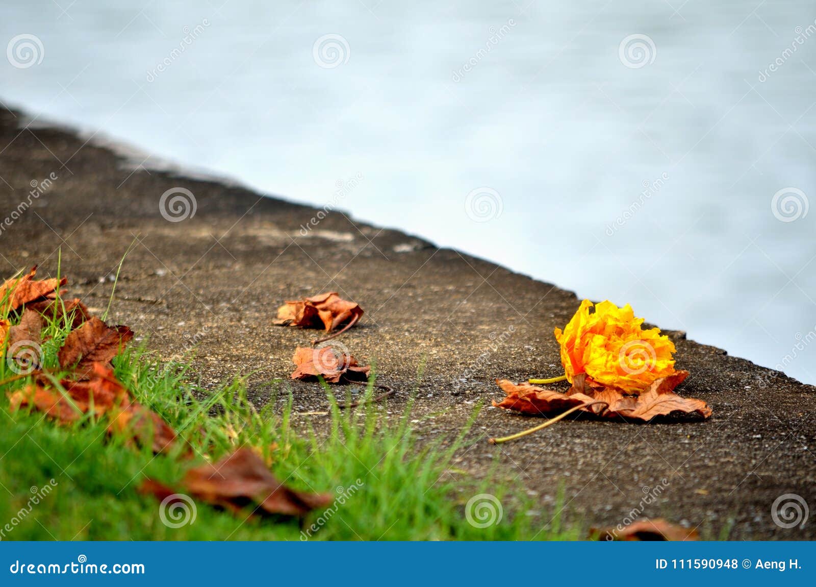 Yellow flowers. stock photo. Image of flower, bloom - 111590948