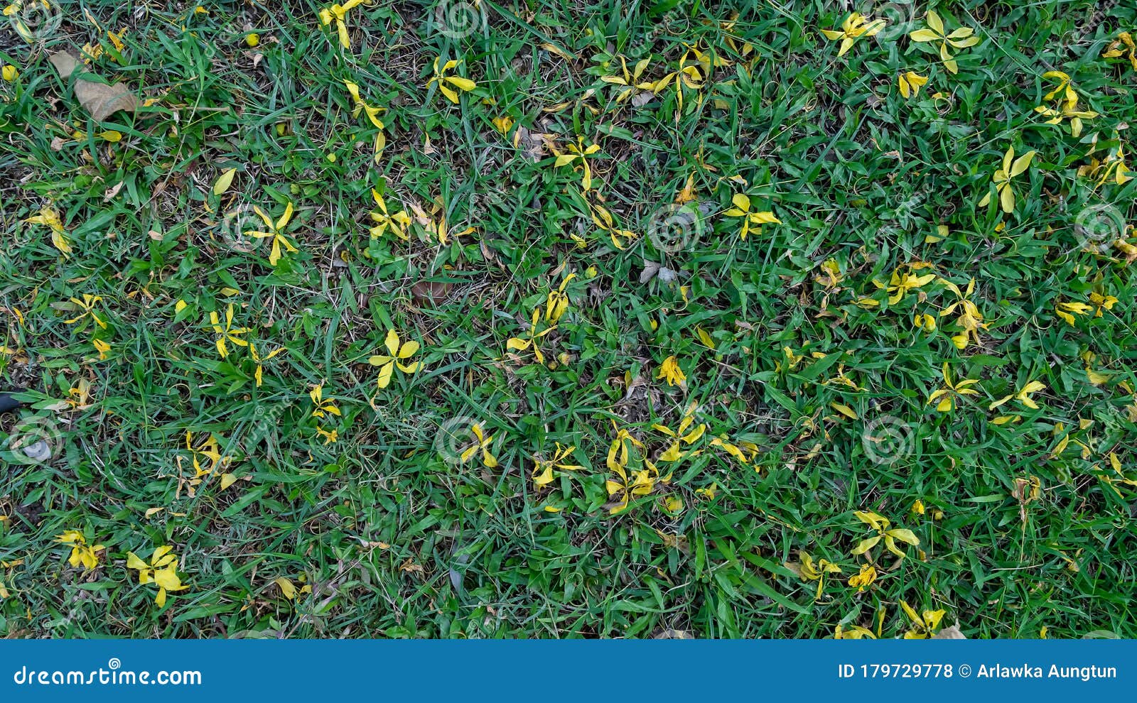 Yellow Flowers that Fall on Many Green Stock Photo - Image of cream ...
