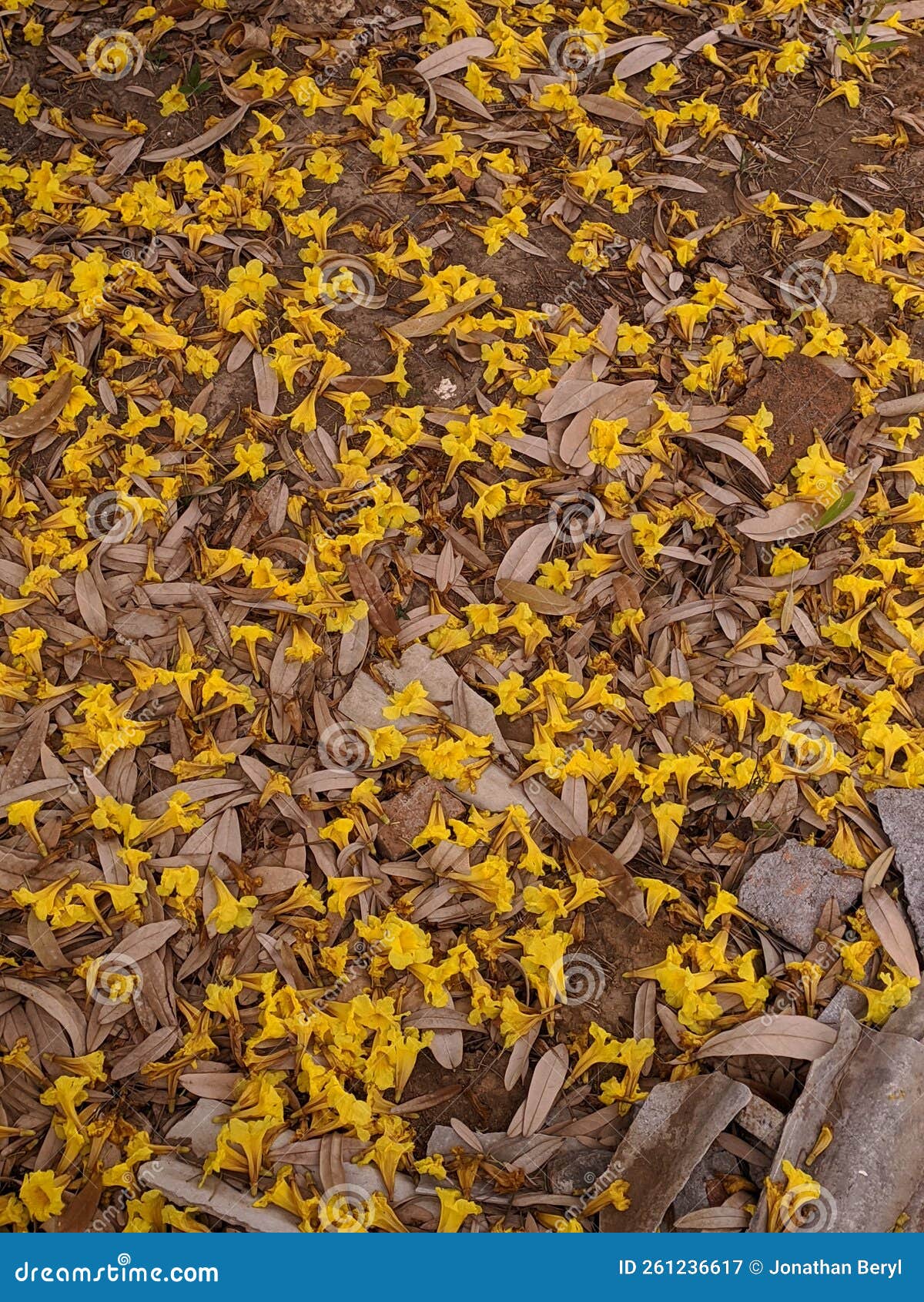 Yellow Flowers Falling on the Ground Stock Image - Image of ground ...
