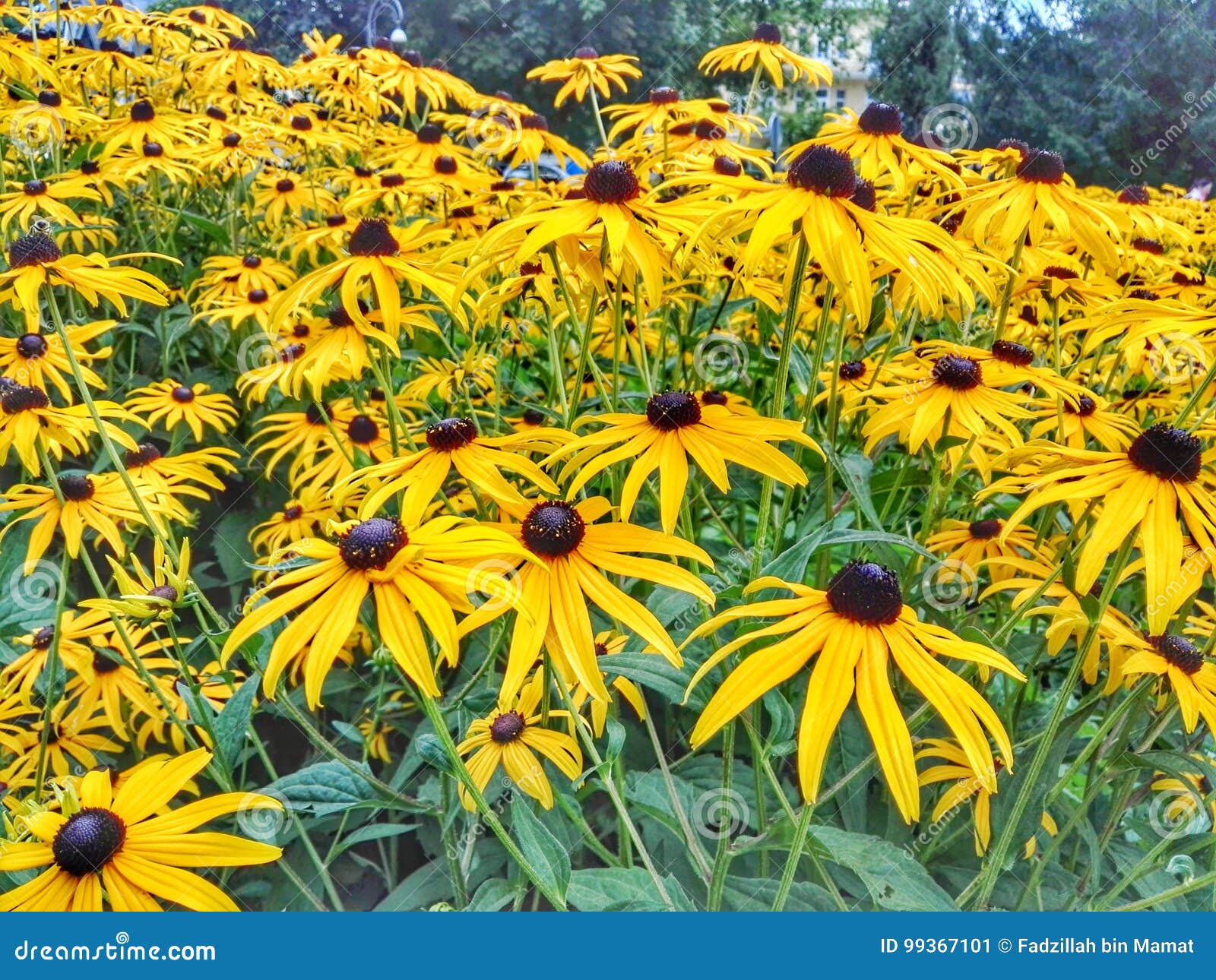 Flowers editorial photo. Image of flowers, farm, nature - 99367101