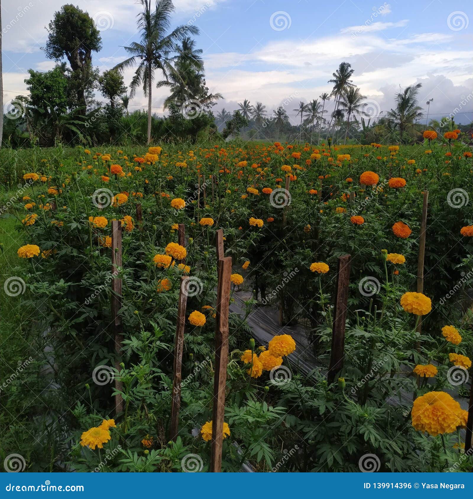 Yellow Flowers at the Farm Field Stock Photo - Image of field, ceremony ...