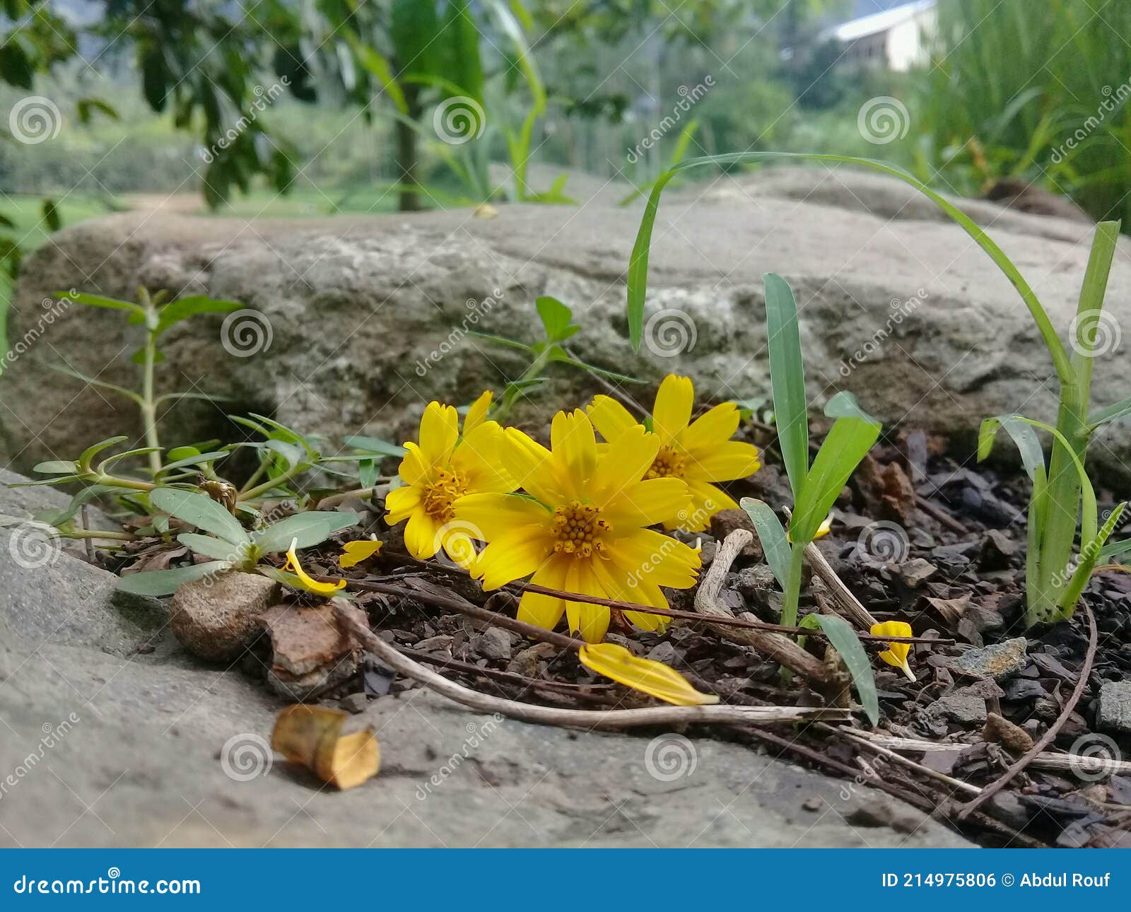 Yellow Flowers Fell on the Ground Stock Photo - Image of shrub, ground ...