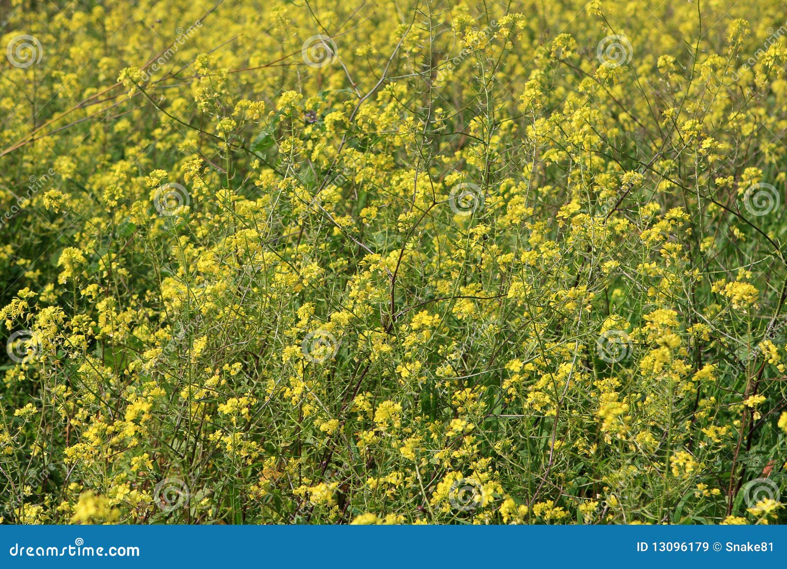 Yellow flowers field stock image. Image of idyllic, plants - 13096179