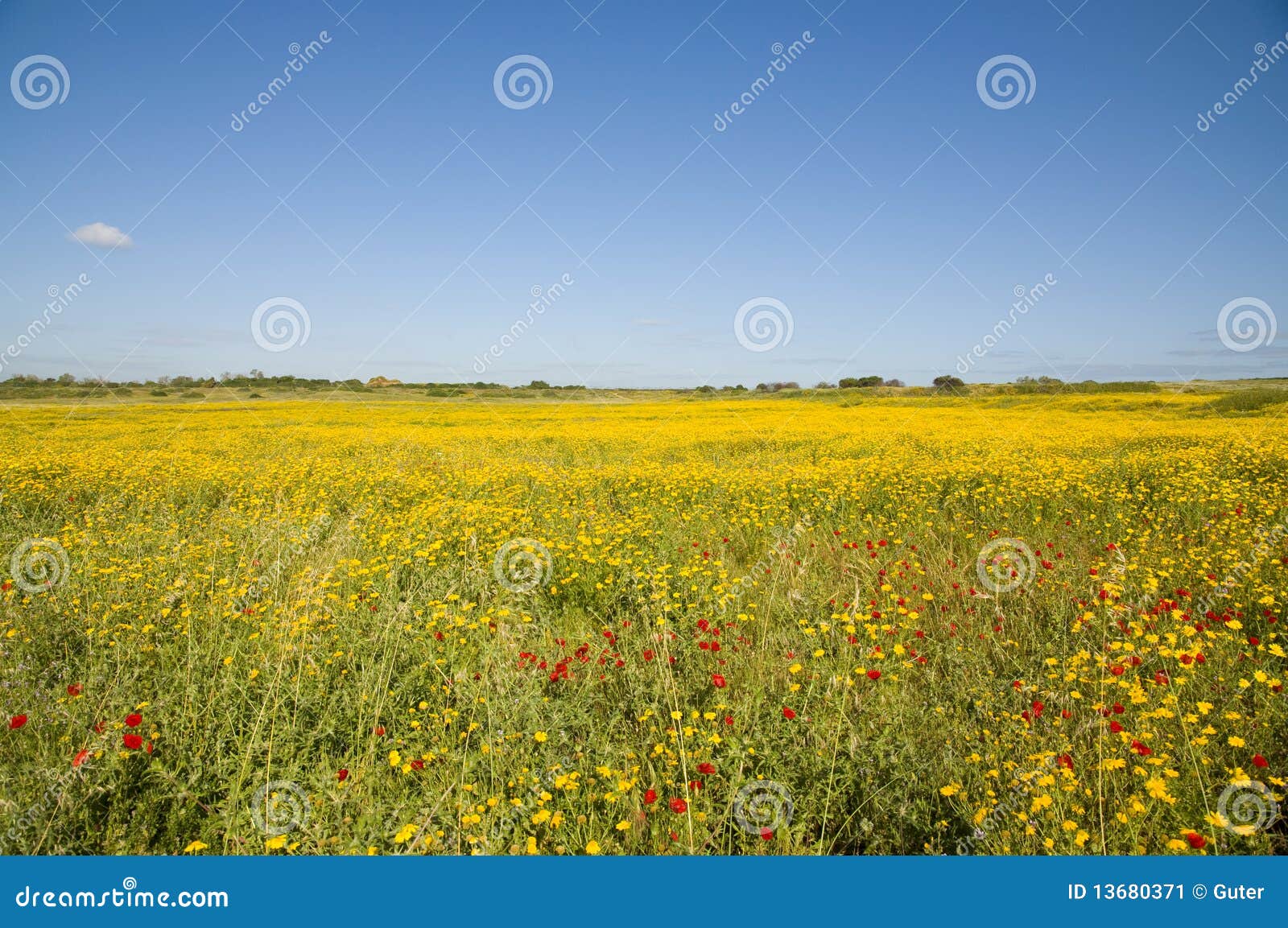 Yellow flowers field stock image. Image of chrysanthemum - 13680371