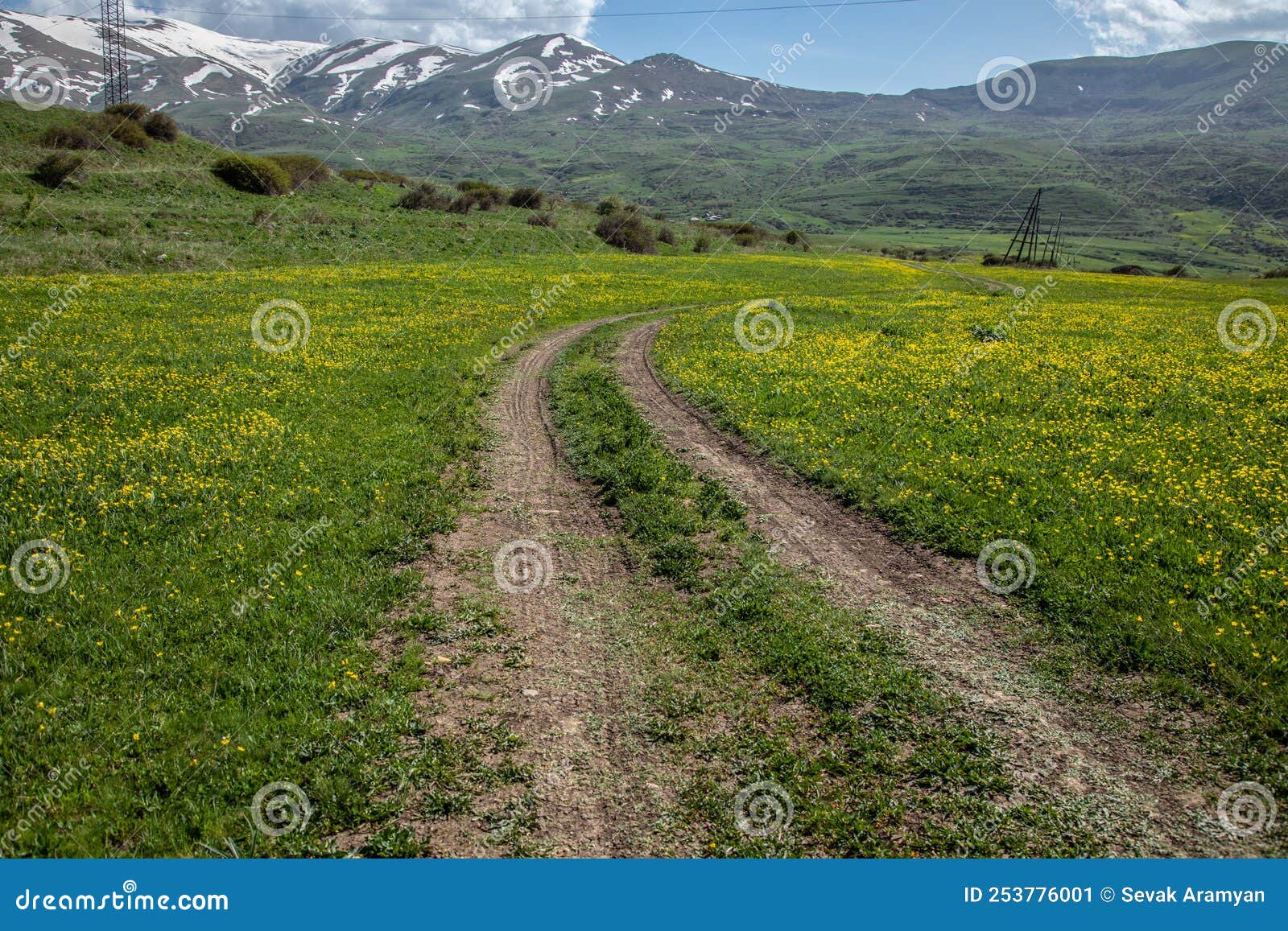 Yellow Flowers in Field and Road Stock Image - Image of agriculture ...