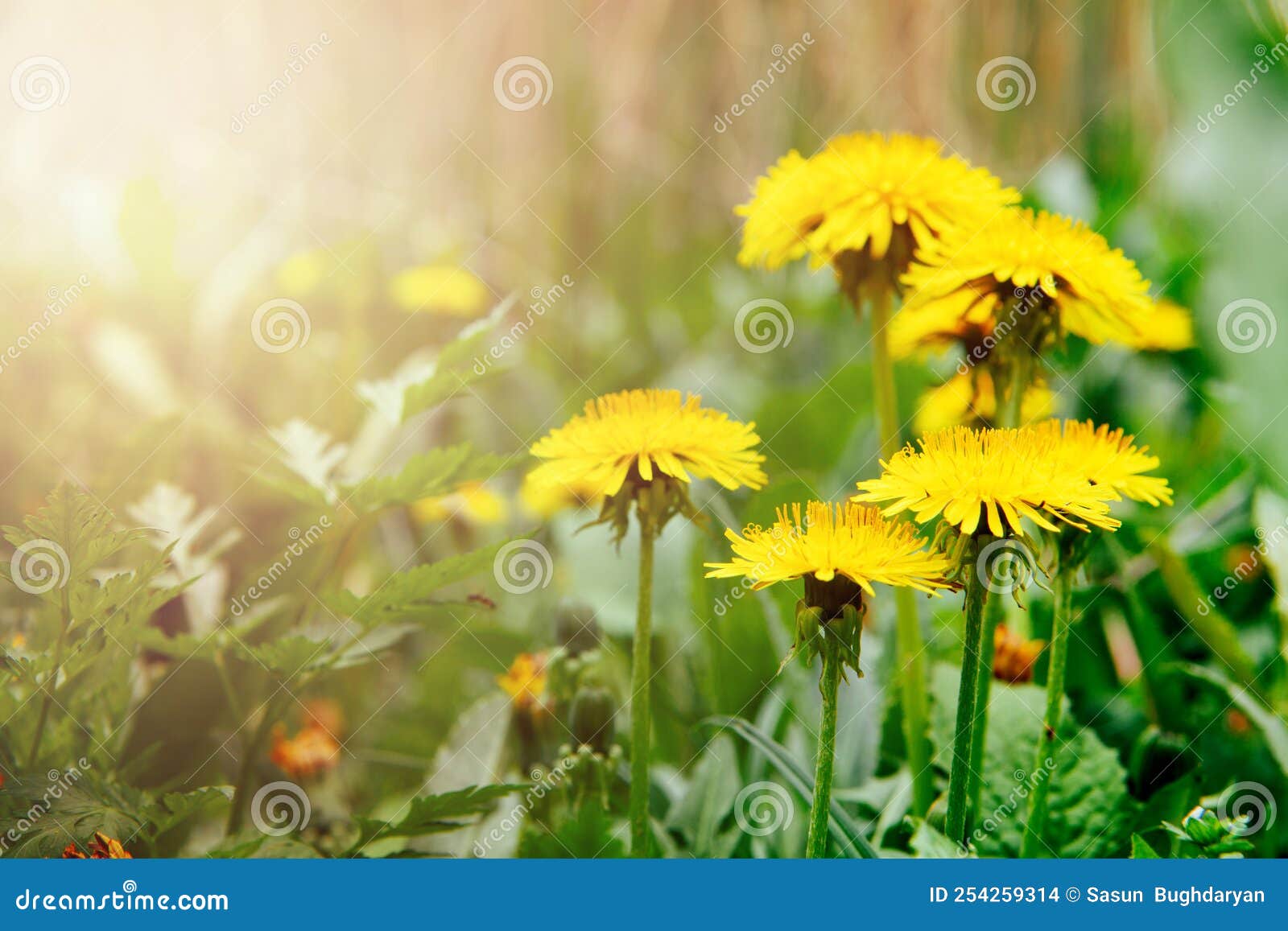 Yellow Flowers on the Field in Spring Stock Photo - Image of nature ...