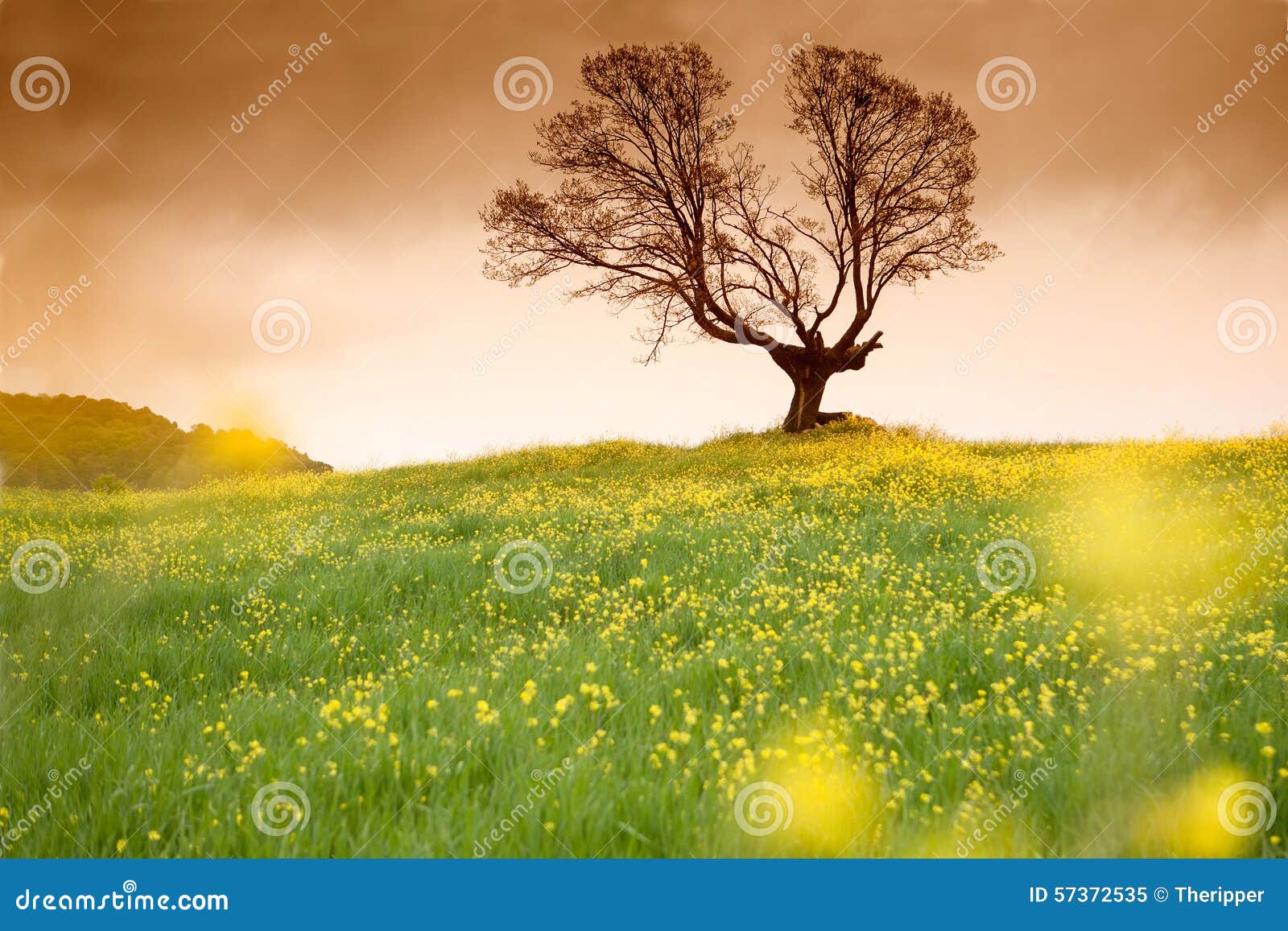 Yellow Flowers Field and Tree Stock Image - Image of flowers, summer ...