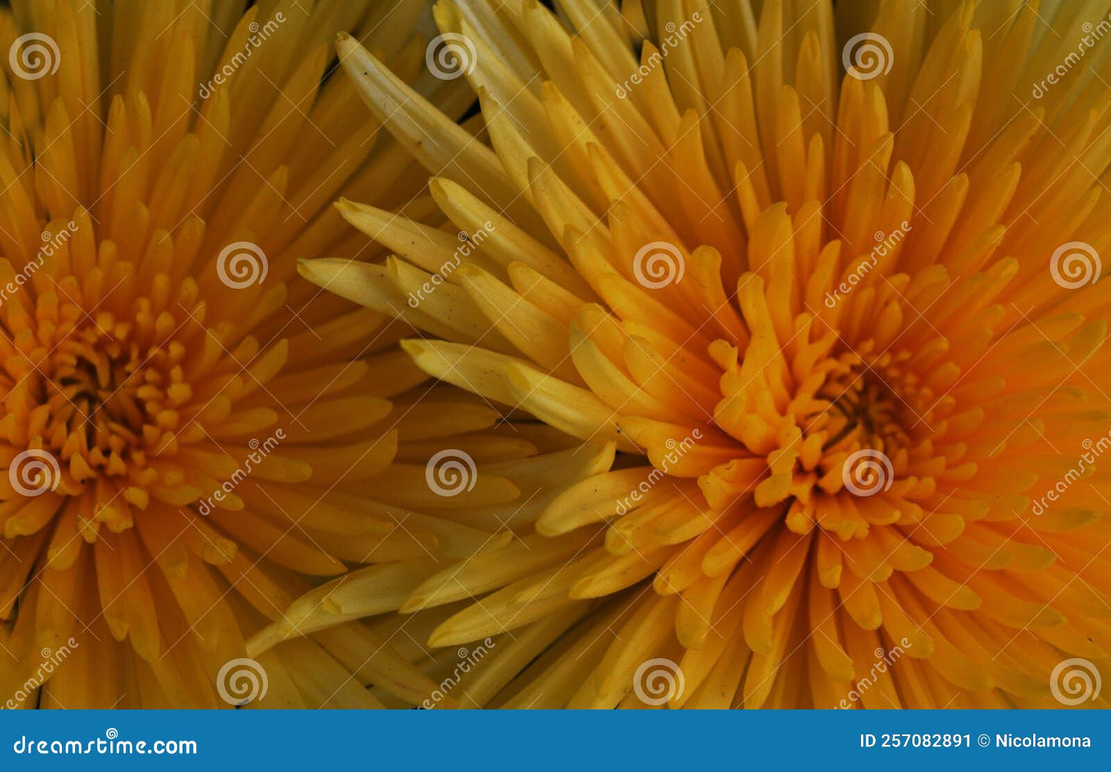 Yellow flowers stock image. Image of sunflower, floral - 257082891