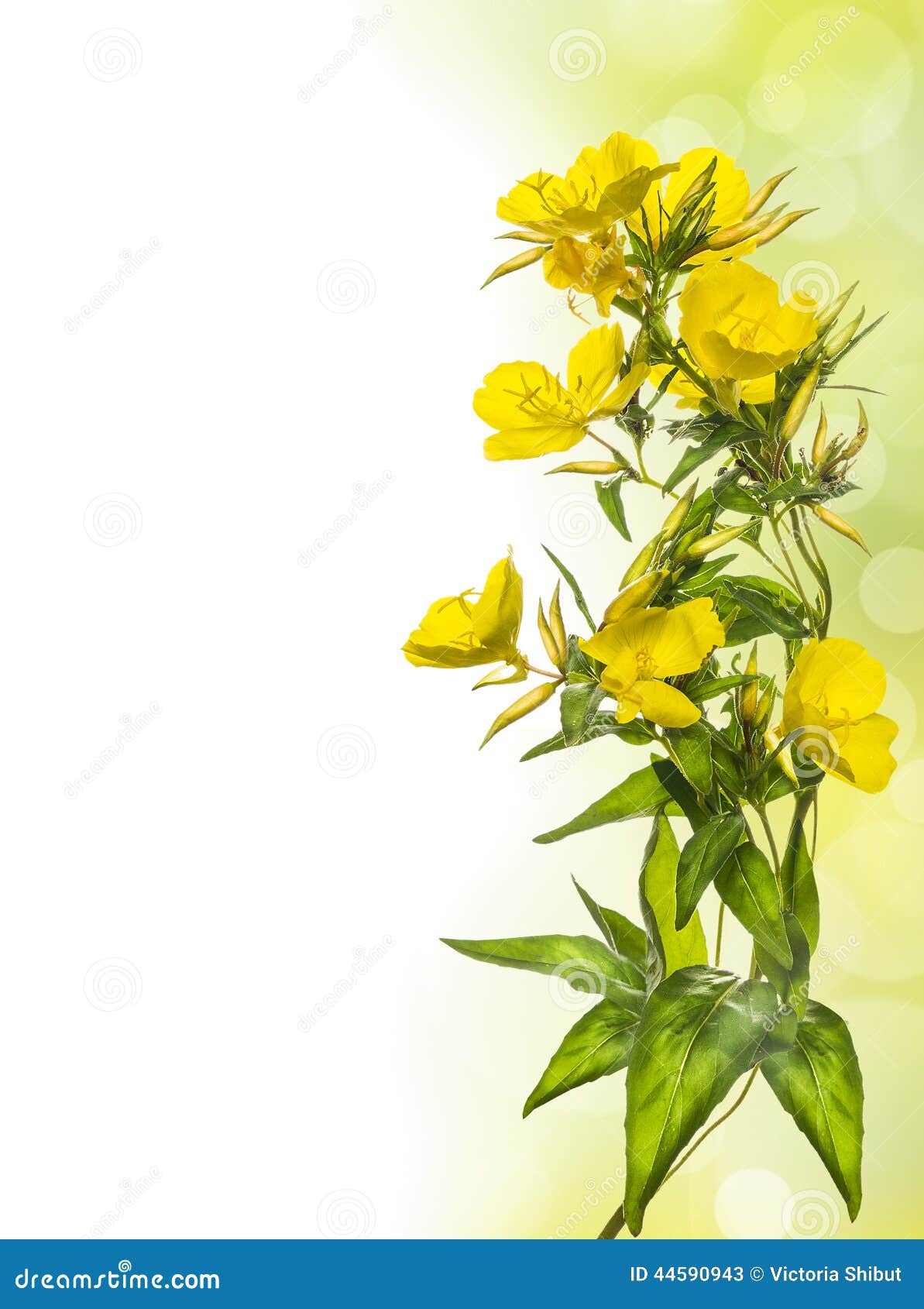 Yellow Flowers Floral Border Stock Image - Image of decoration, bright ...