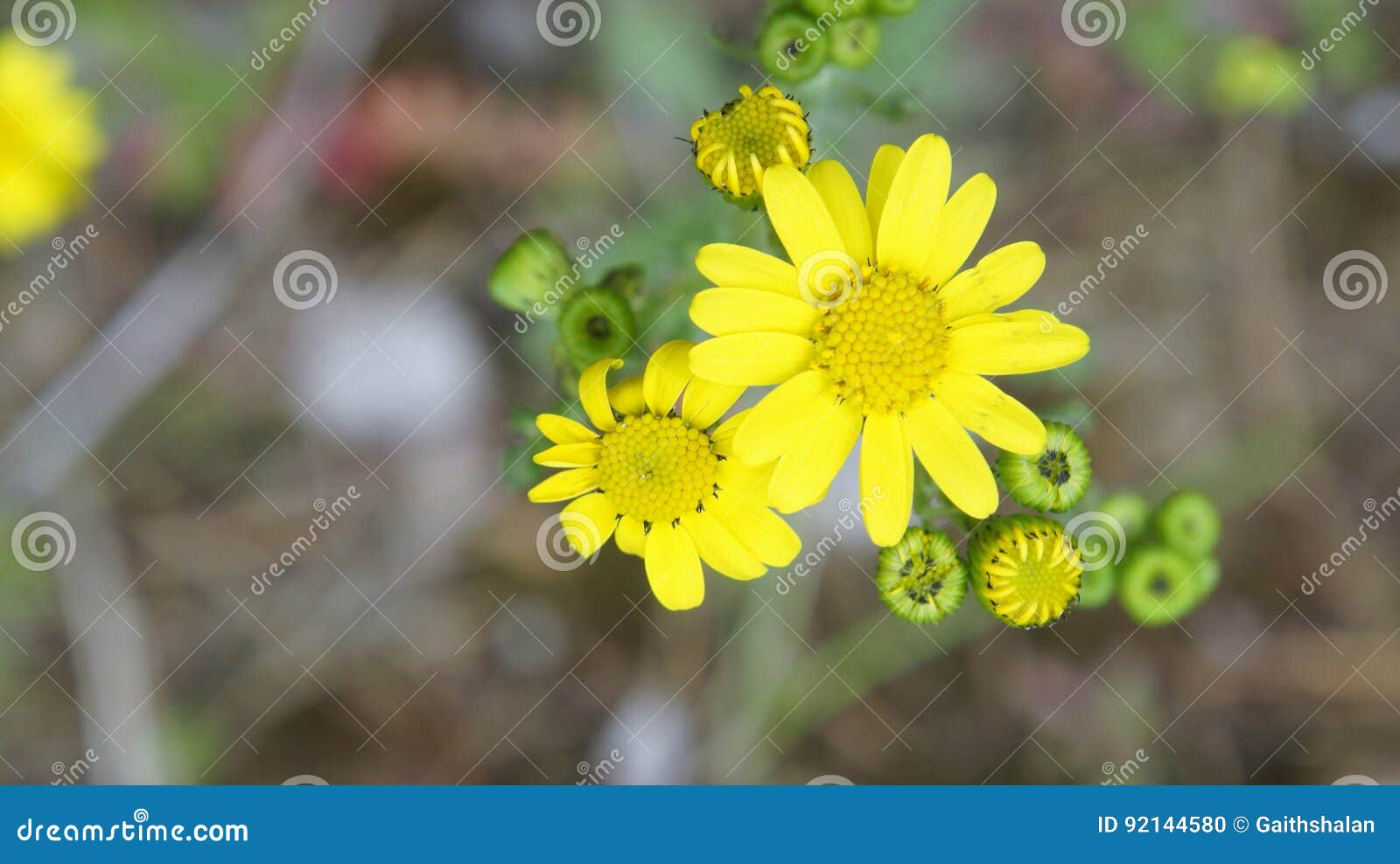 Yellow Flowers stock photo. Image of growth, romantic - 92144580