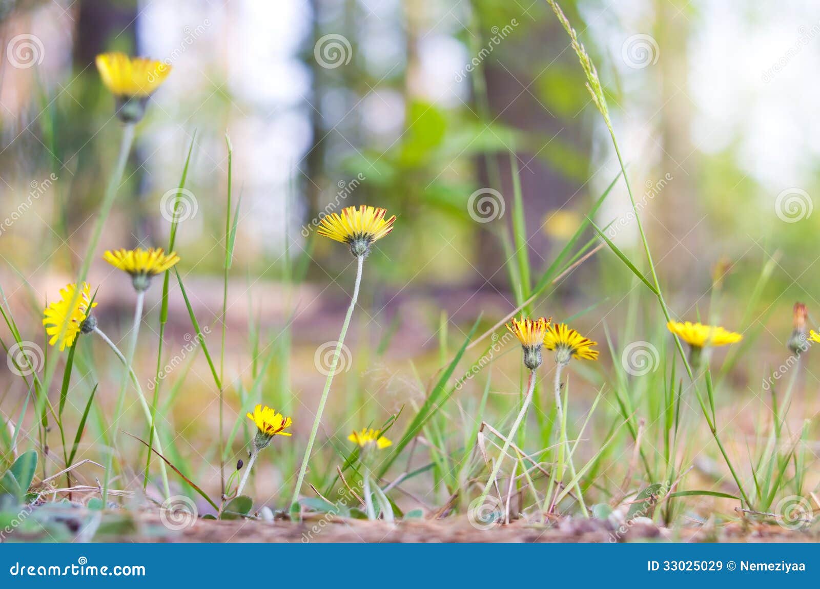 Yellow flowers in forest stock image. Image of landscape - 33025029