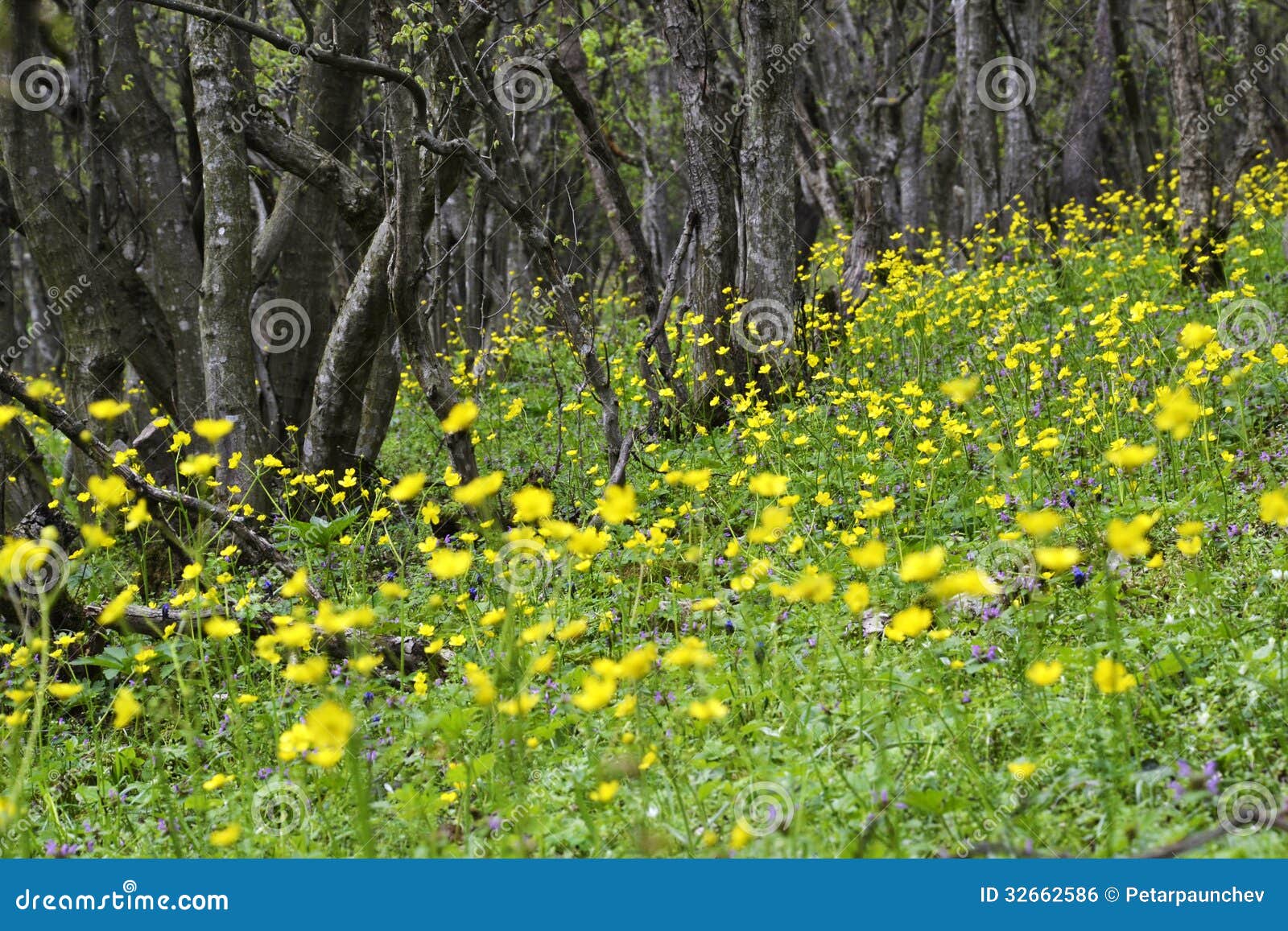 Yellow Flowers in the Forest Stock Photo - Image of flower, ground ...