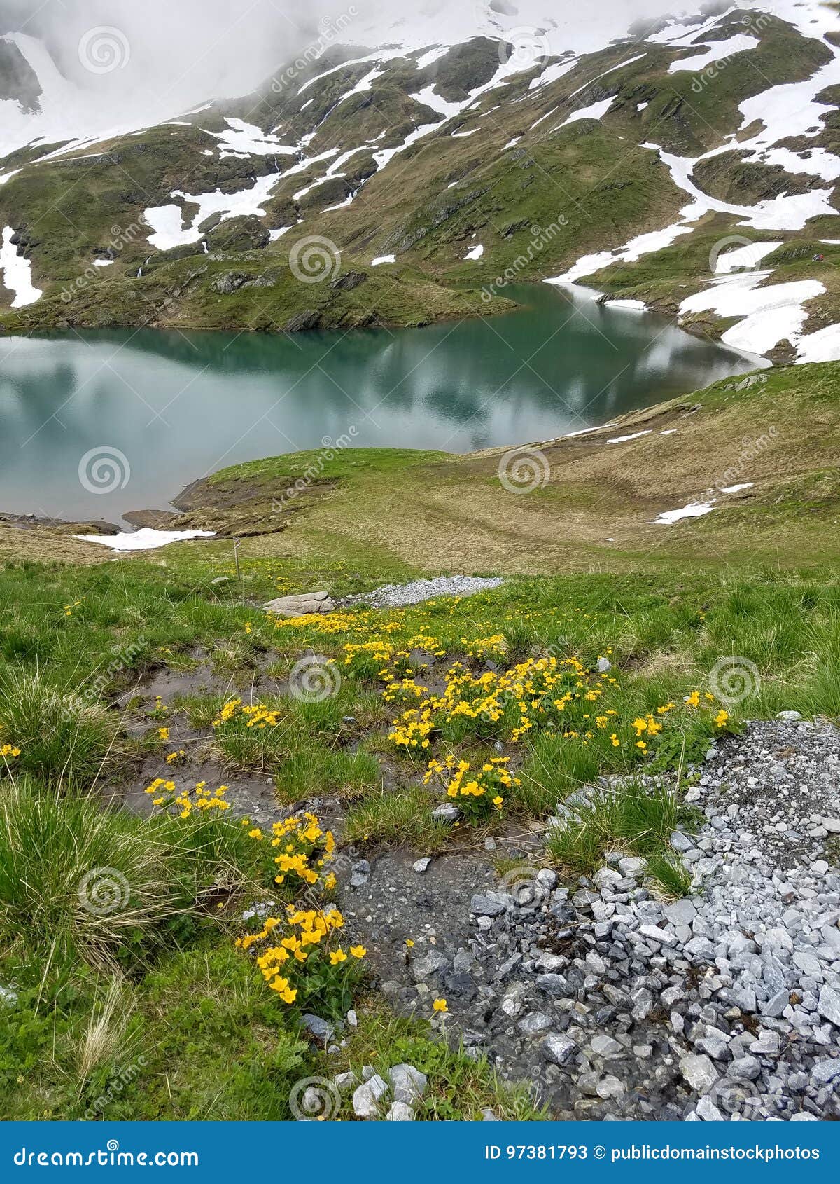 Yellow Flowers In Front Of Lake In The Swiss Alps Picture. Image: 97381793