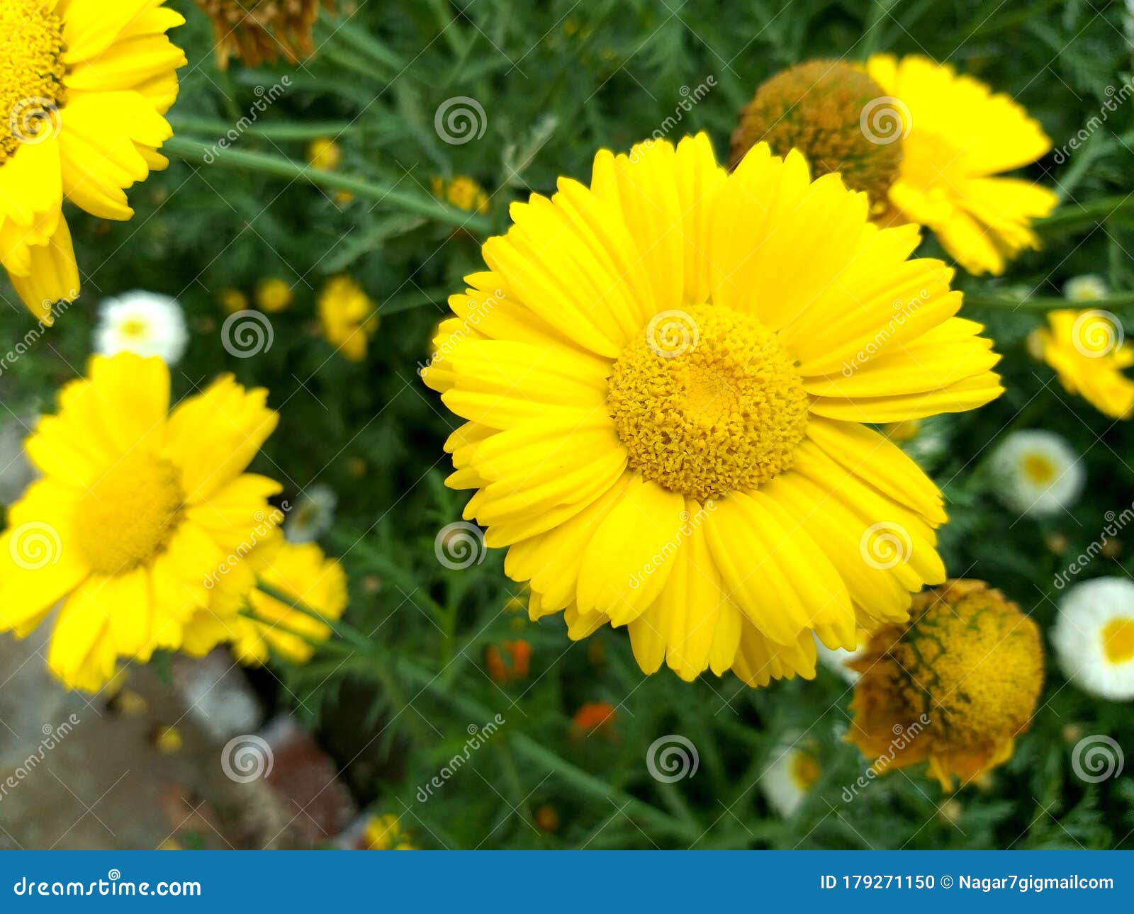 Yellow Flowers in the Garden Stock Photo - Image of botanical, garden ...