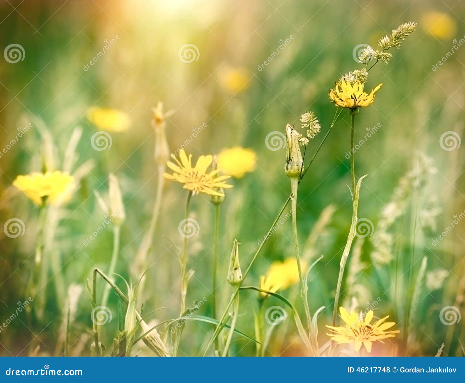 Yellow flowers in grass stock photo. Image of fragility - 46217748