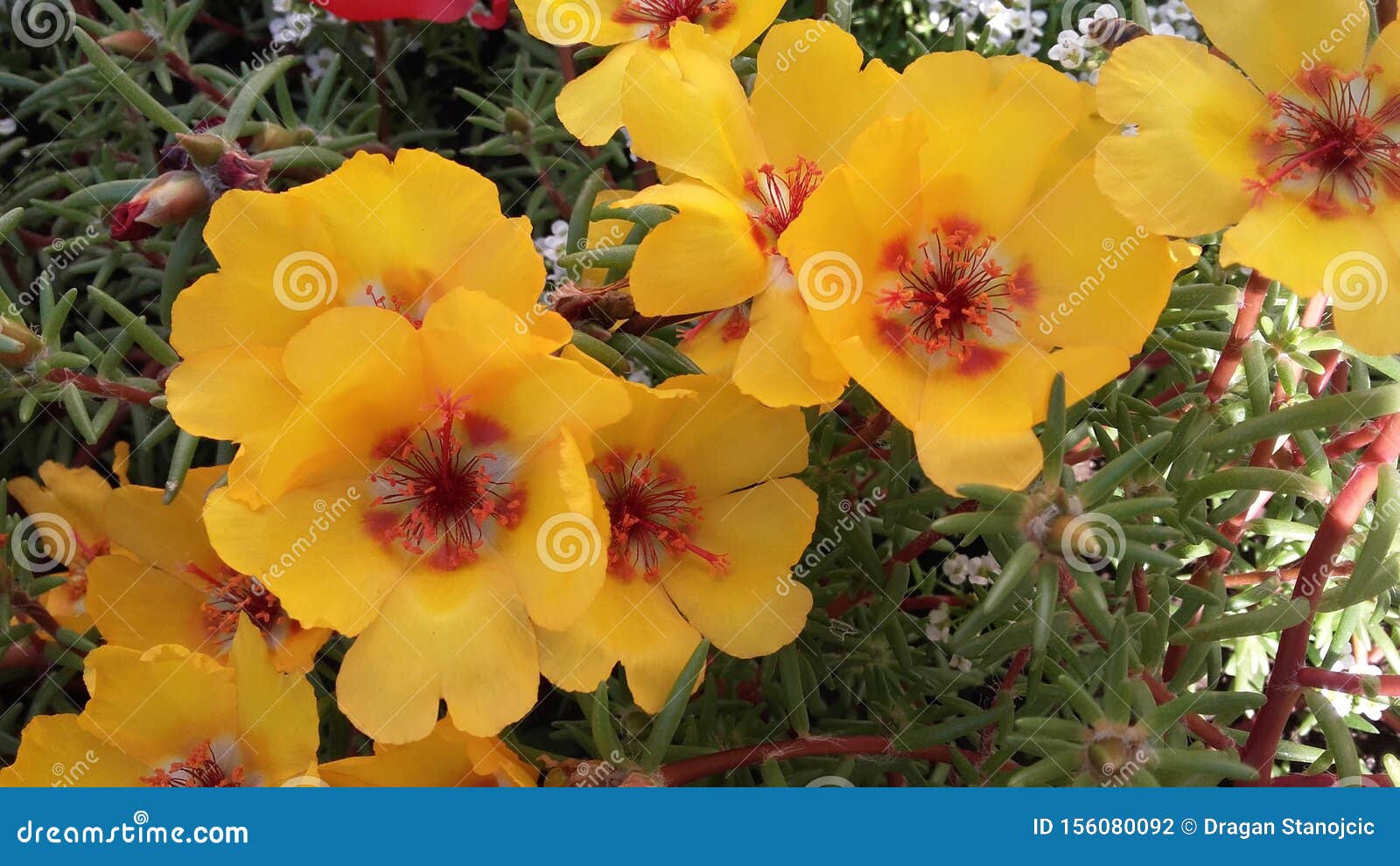 Yellow Flowers in the Group Decorates Every Yard and Enhances Its ...