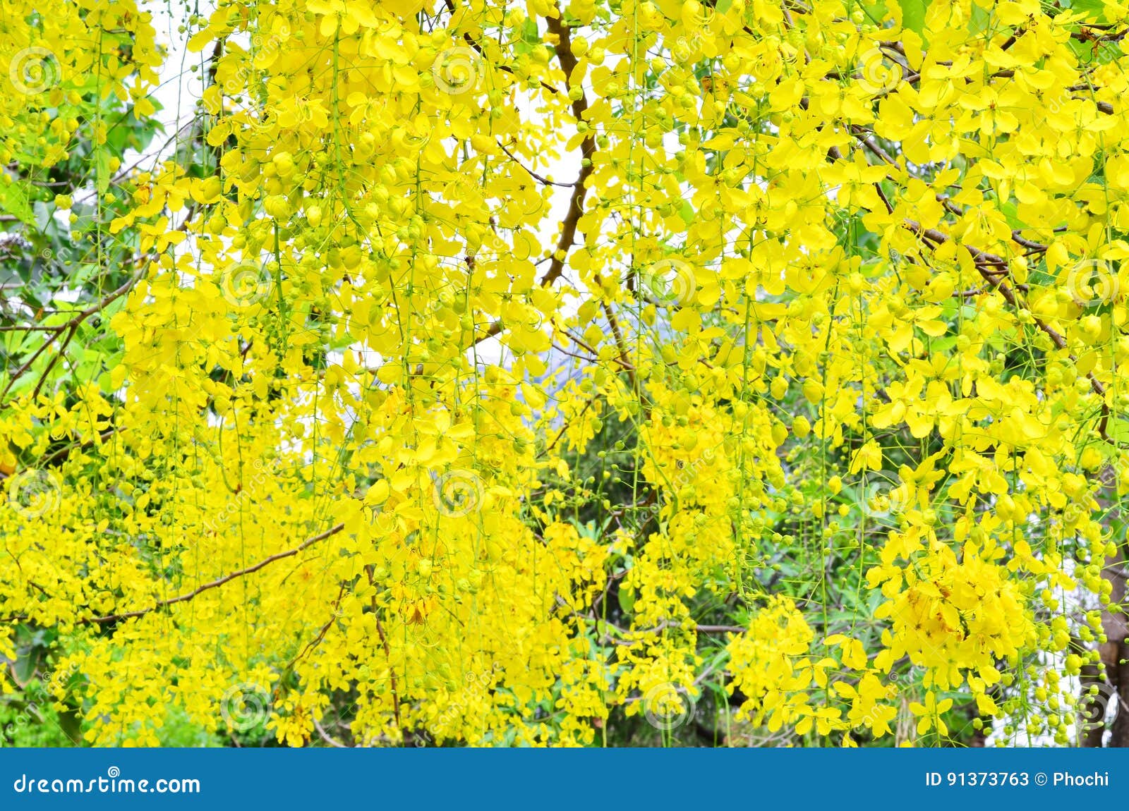 Yellow Flowers Hanging on a Tree Stock Image - Image of diet, freshness ...