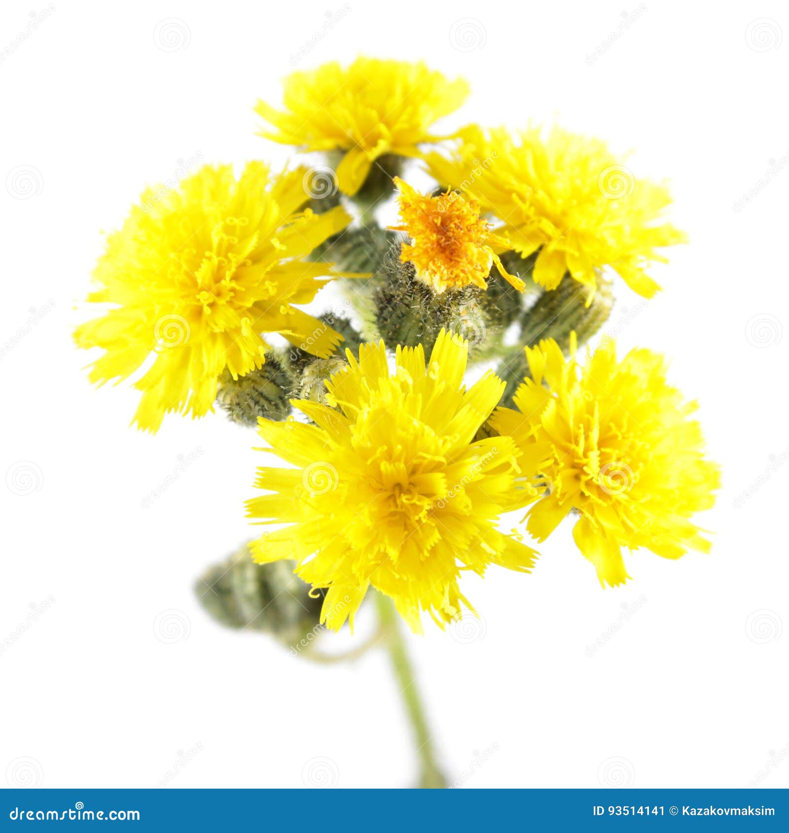 Yellow Flowers of Hawkweed Isolated on White Stock Image - Image of ...