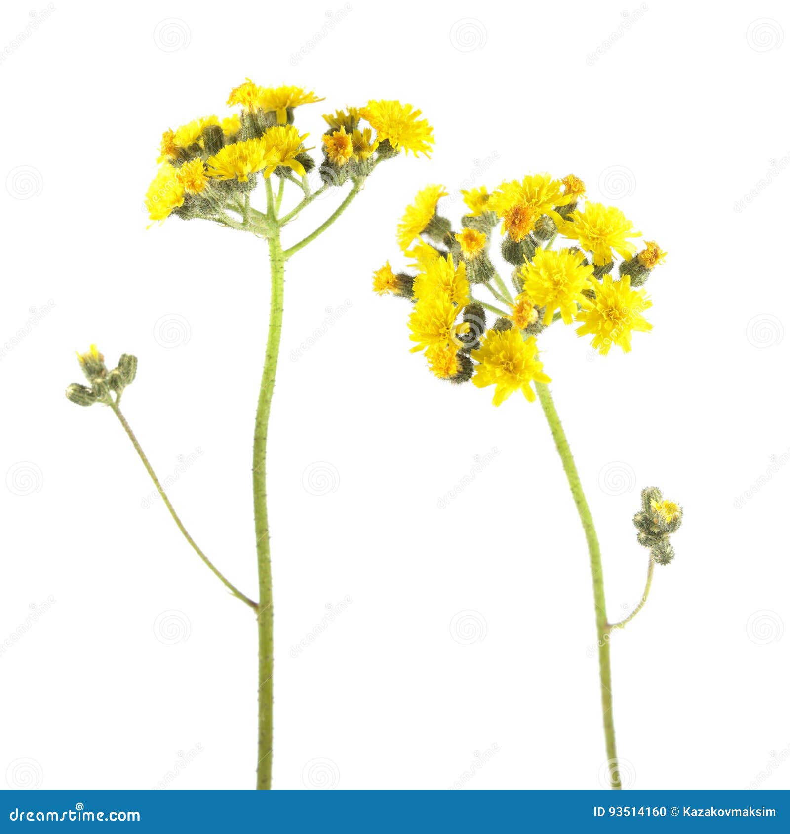 Yellow Flowers of Hawkweed Isolated on White Stock Photo - Image of ...