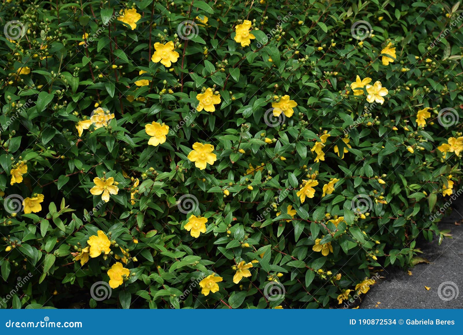 Yellow Flowers of Hypericum Calycinum Hidcote. Stock Photo - Image of ...