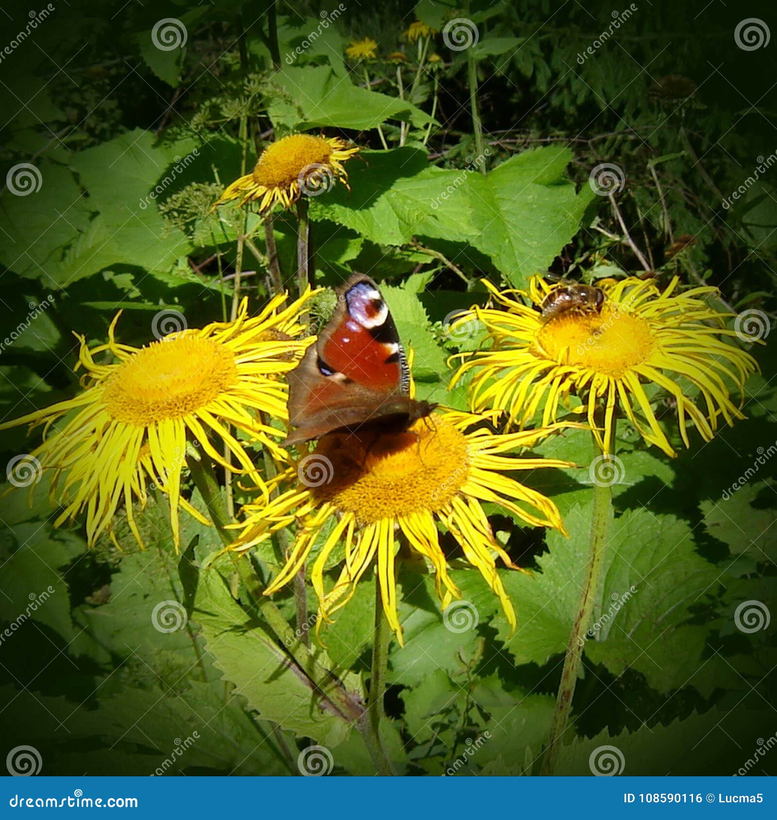 Yellow Flowers with Insects in the Forest Stock Photo - Image of ...