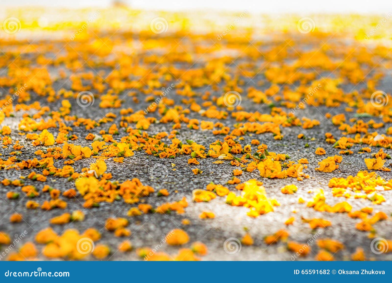 Yellow Jacaranda Stock Photos Yellow Jacaranda Stock