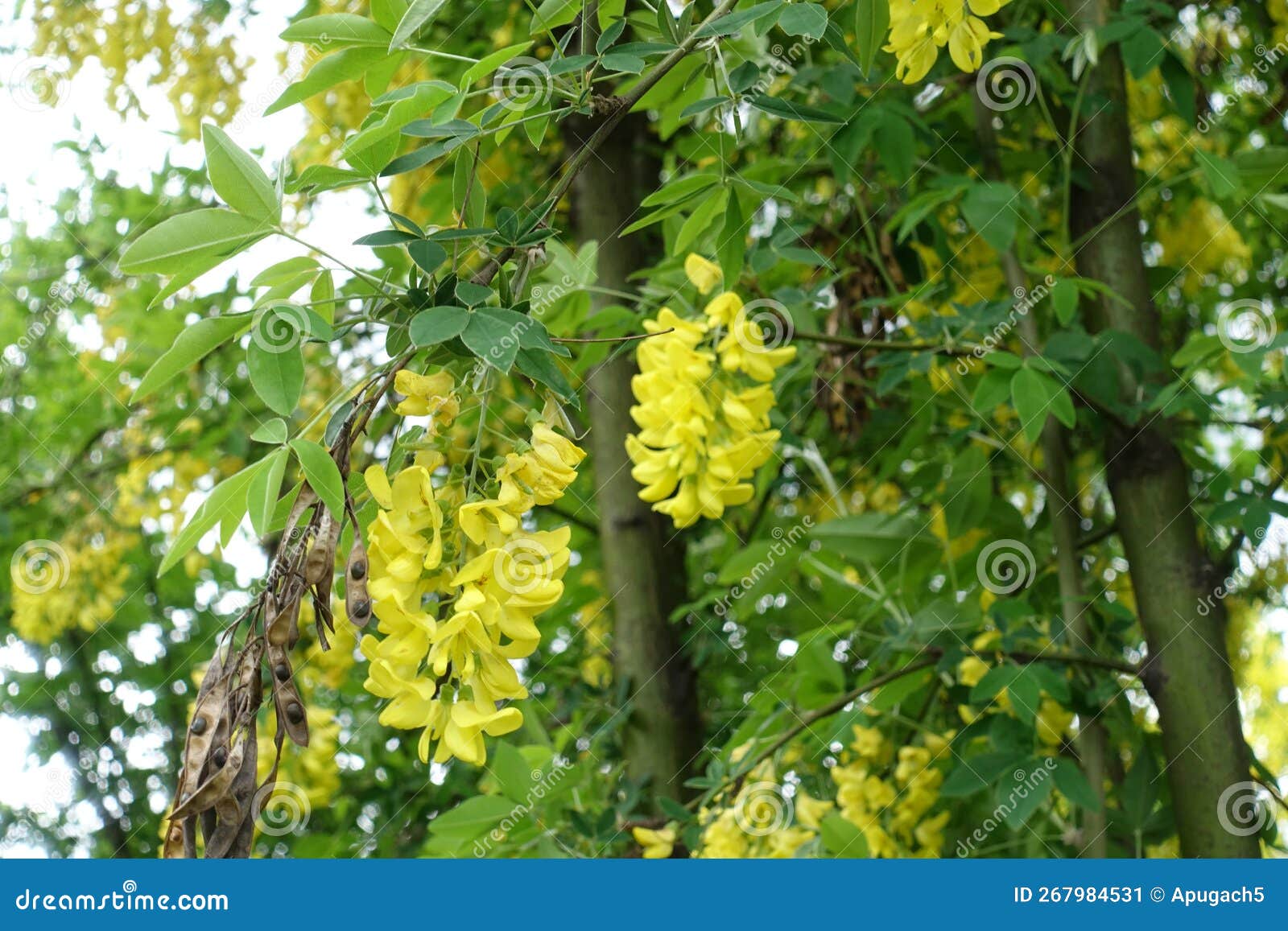 Laburnum Anagyroides, Common Laburnum, Golden Chain Stock Image ...