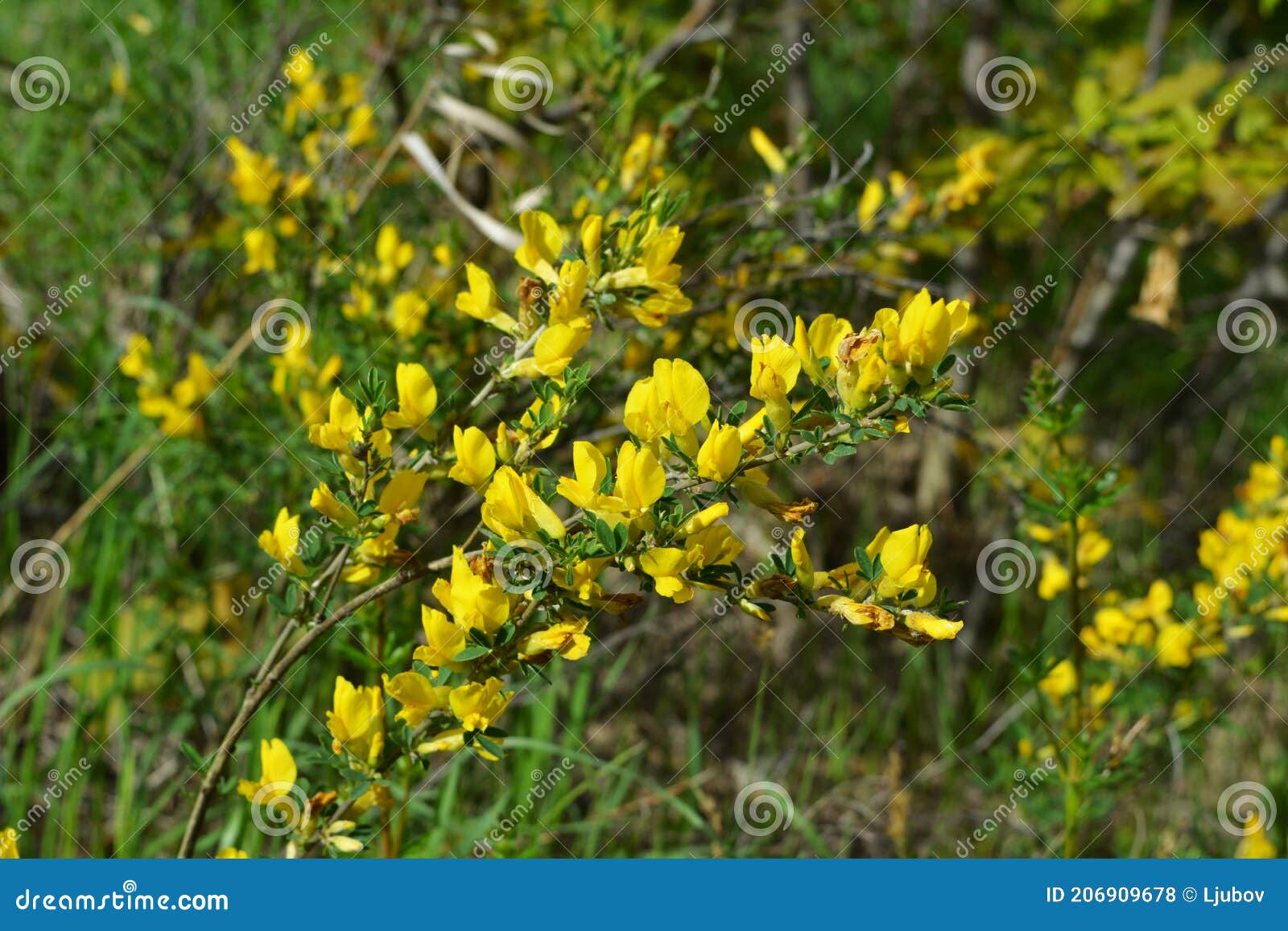 Yellow Flowers of Laburnum Bush in Spring Day Stock Photo - Image of ...