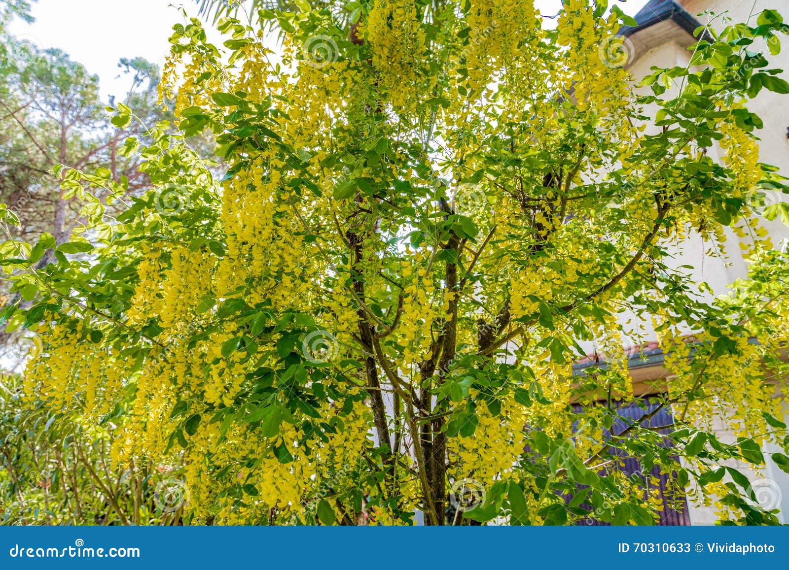 Yellow Flowers of a Laburnum Stock Image - Image of anagyroides, nature ...