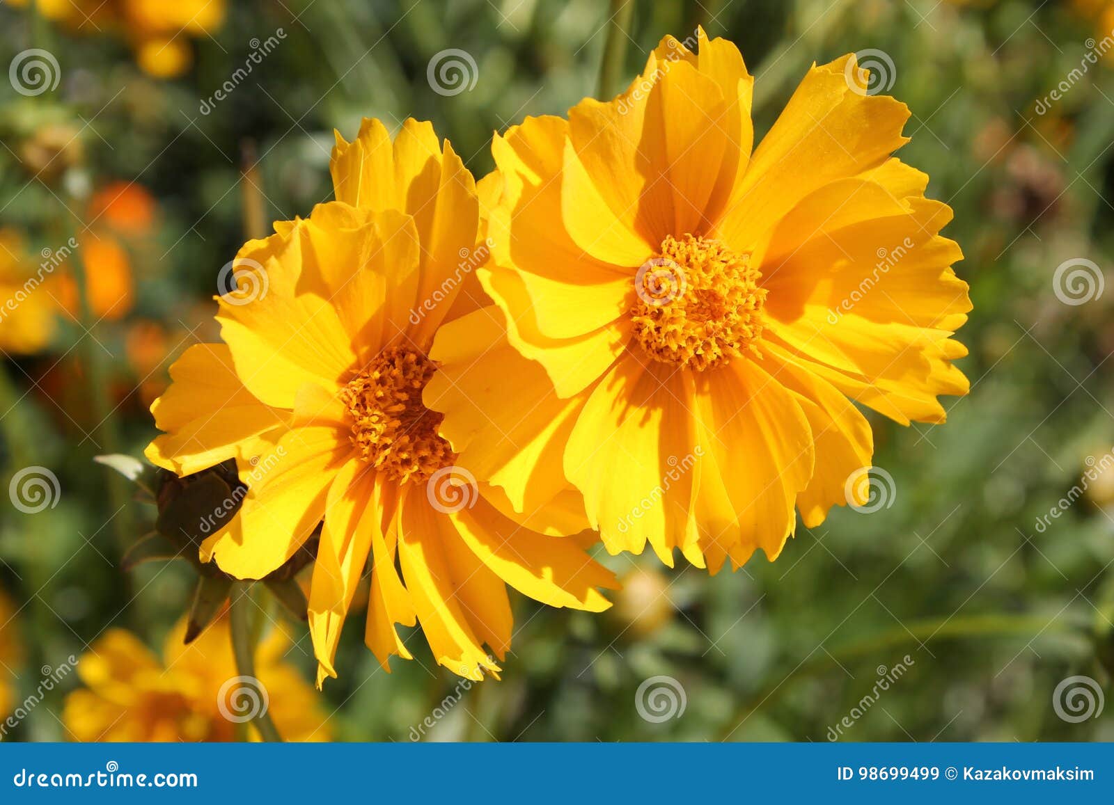 Yellow Flowers of Lance-leaved Coreopsis or Coreopsis Lanceolata Stock ...
