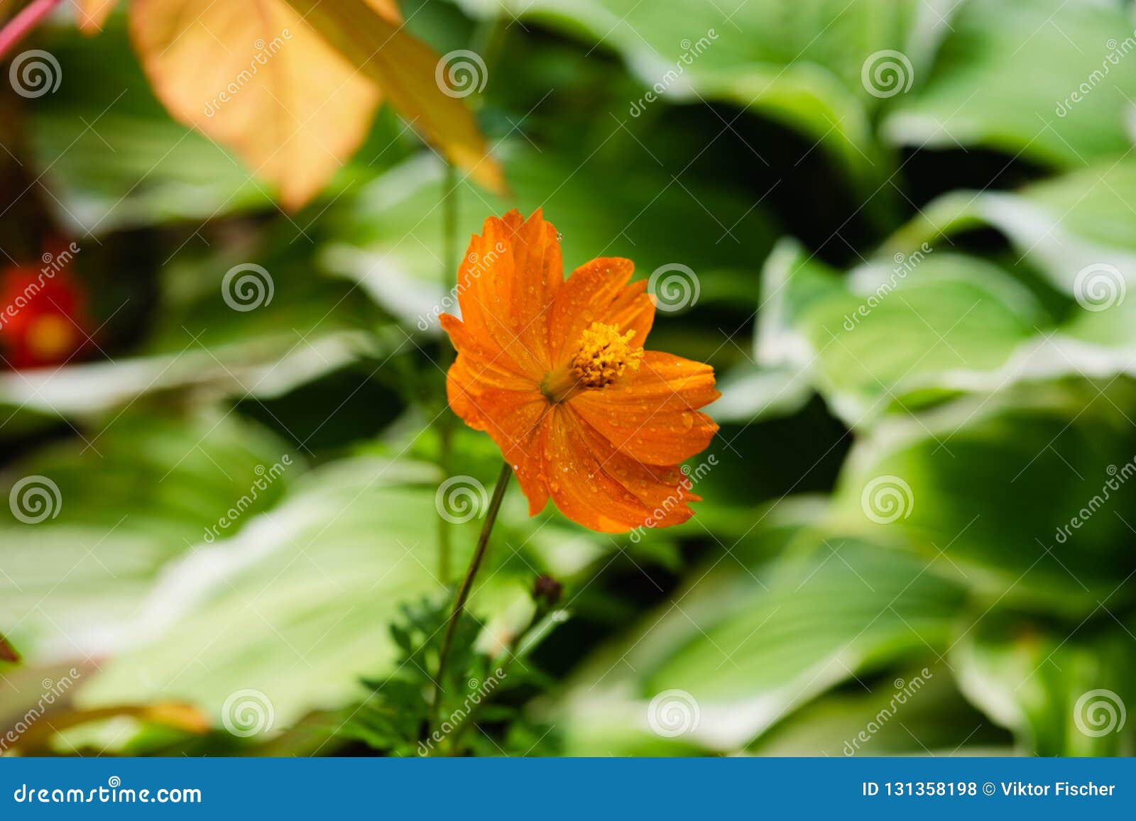 Yellow Flowers of Lance-leaved Coreopsis Coreopsis Lanceolata in Garden ...