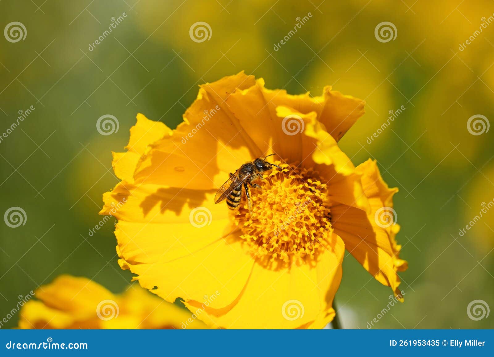Yellow Flowers of the Lance-leaved Coreopsis. Coreopsis Lanceolata ...