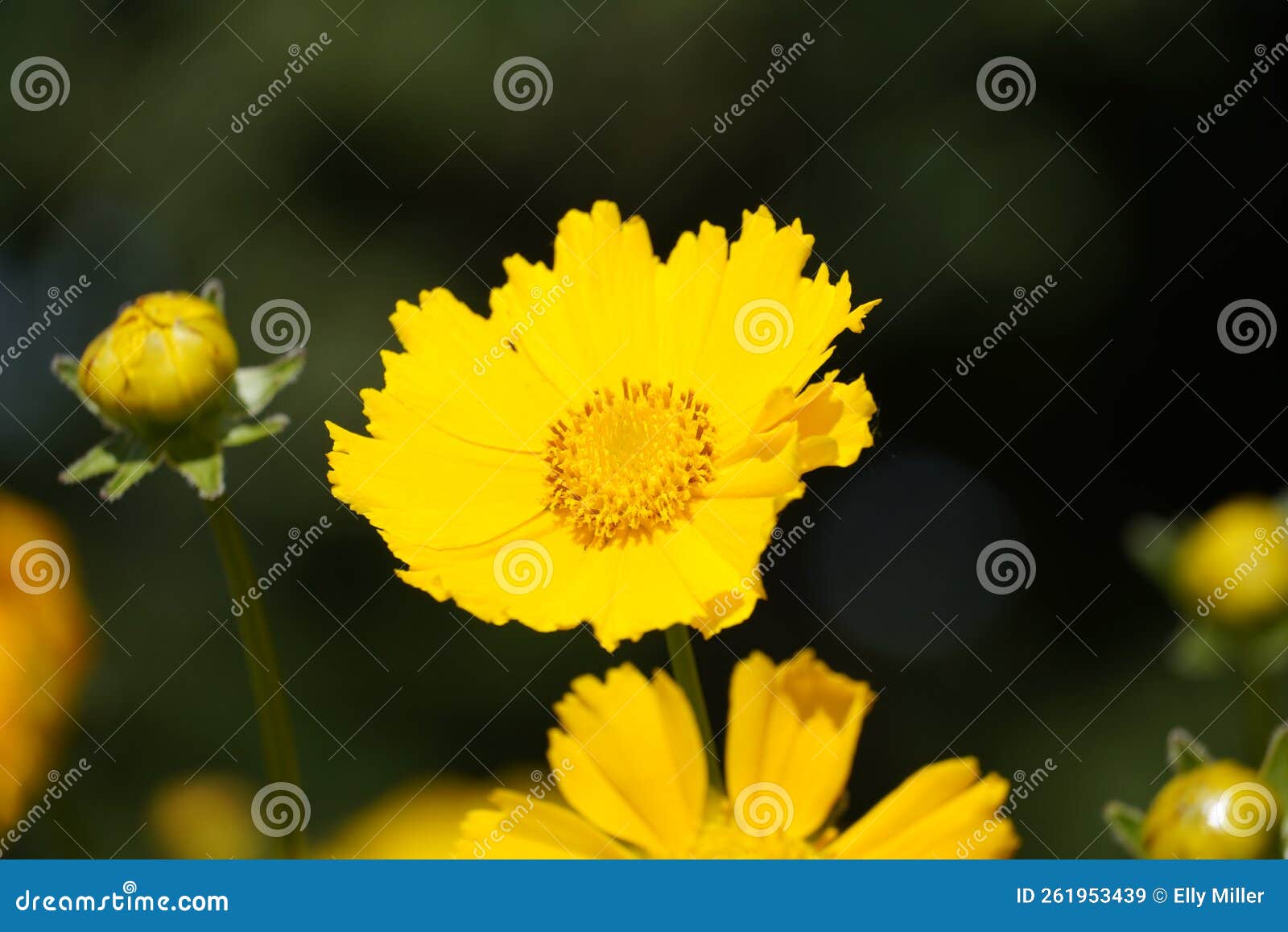 Yellow Flowers of the Lance-leaved Coreopsis. Coreopsis Lanceolata ...