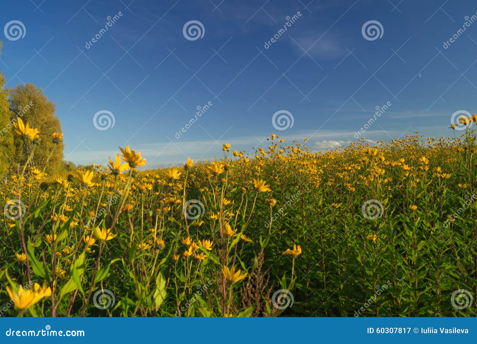 Yellow flowers stock image. Image of abundance, colors - 60307817