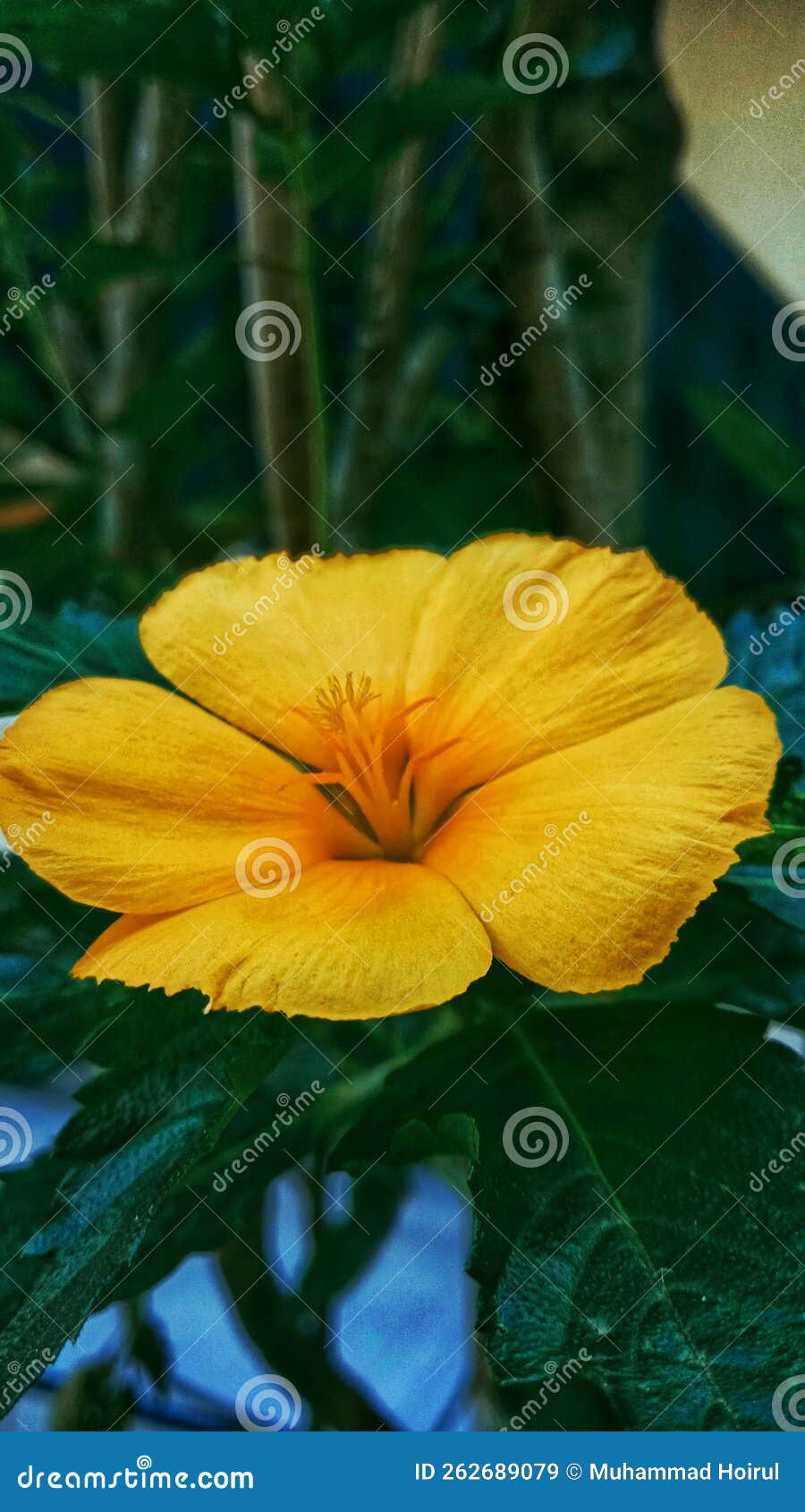 Yellow flowers look sad stock image. Image of tulip - 262689079