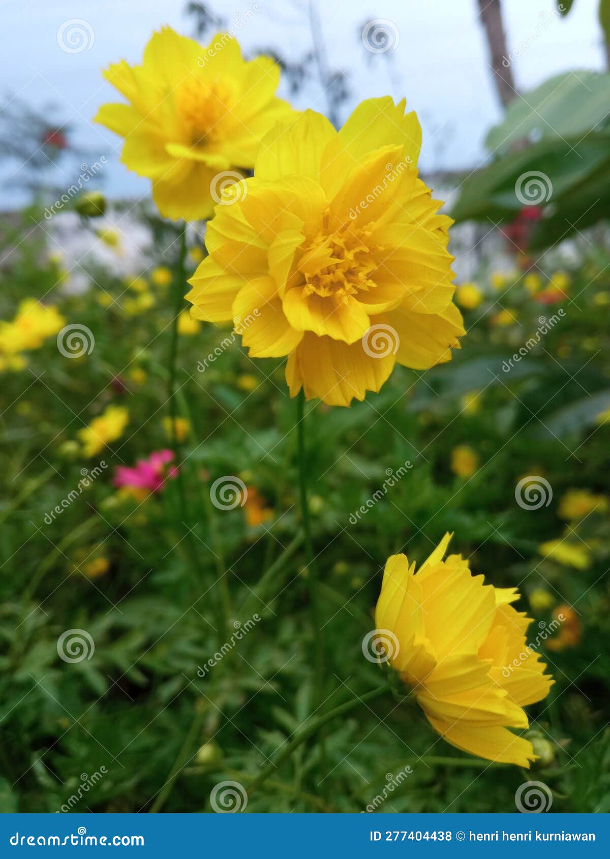 Yellow Yellow Flowers Look Very Fresh and Beautiful Stock Photo - Image ...
