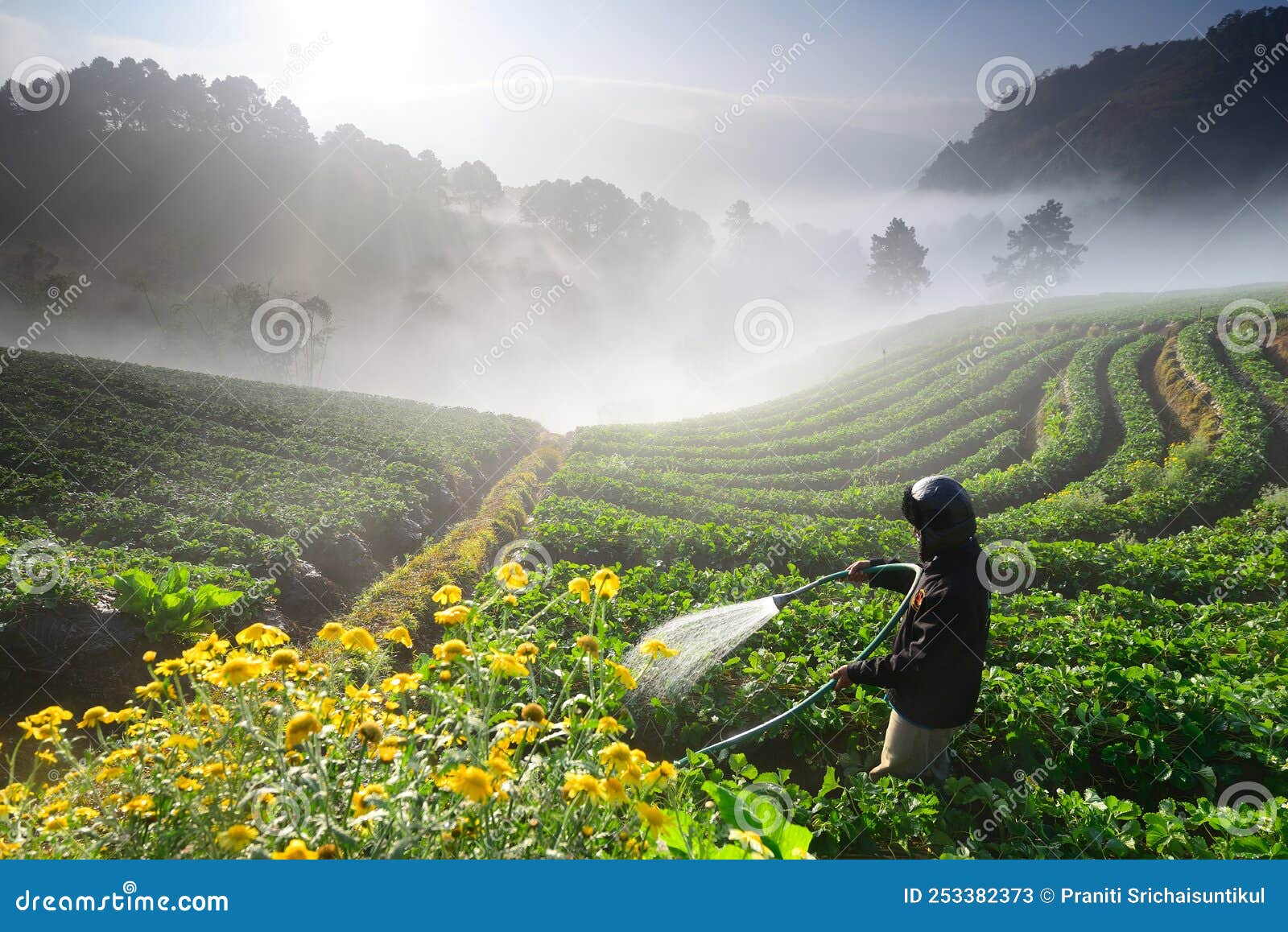 Yellow Flowers and Man Working at Morning Sunlight Editorial Stock ...