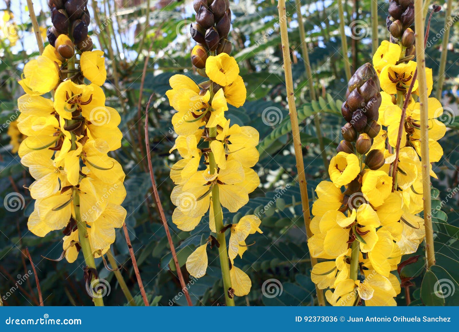 Yellow flowers stock photo. Image of nature, environment - 92373036