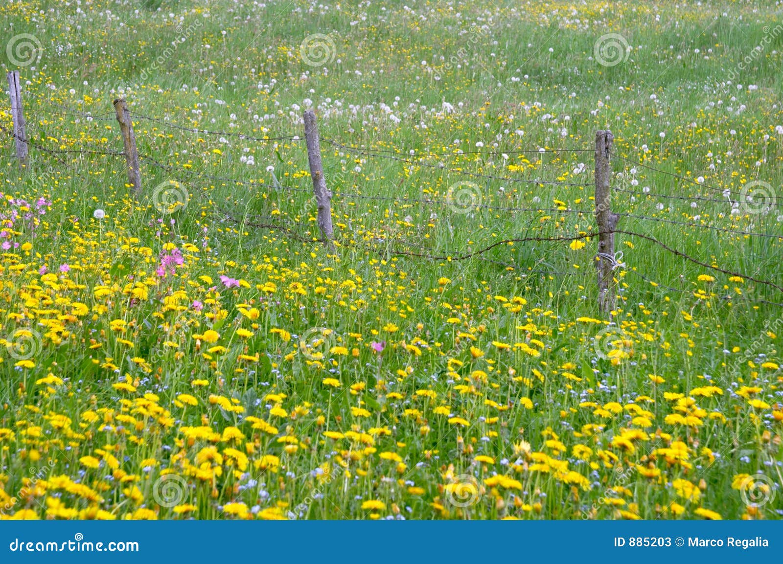 Yellow flowers in meadow stock image. Image of outdoor - 885203