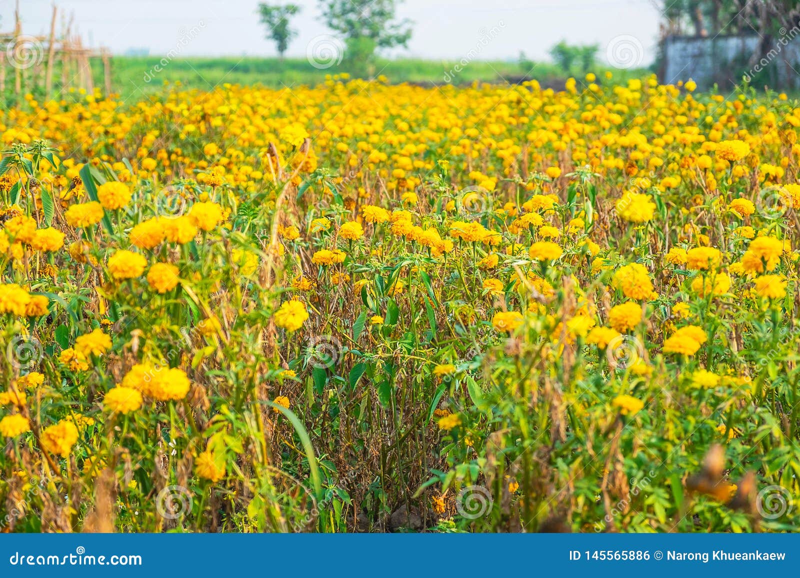 Yellow Flowers in a Meadow Natural Summer. Stock Photo - Image of head ...