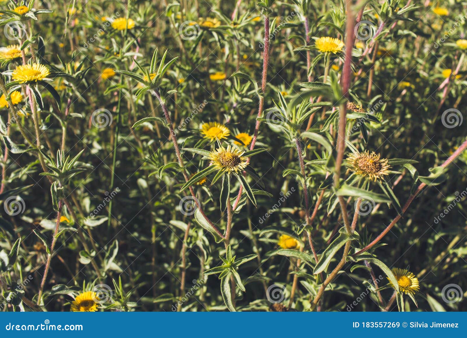 Yellow Flowers Meadow. Flowers Wallpaper Stock Image - Image of garden ...