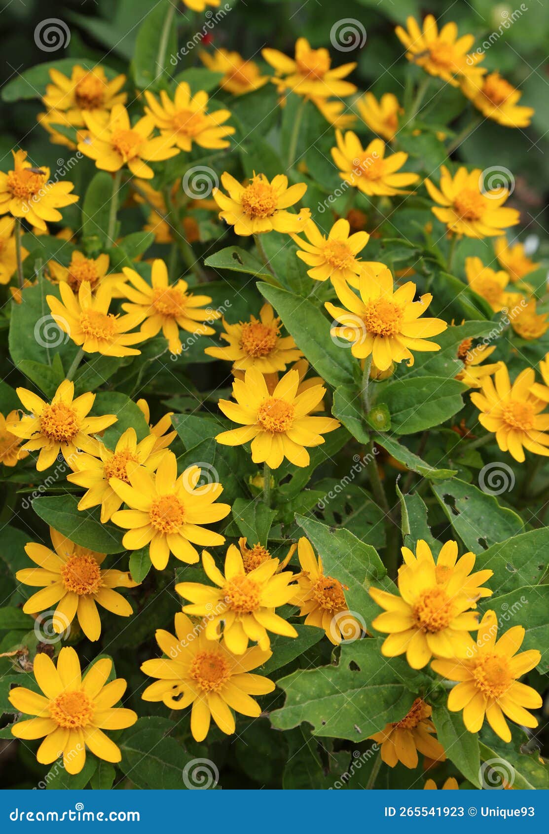 Yellow Flowers of Melampodium Stock Image - Image of gardening, spring ...