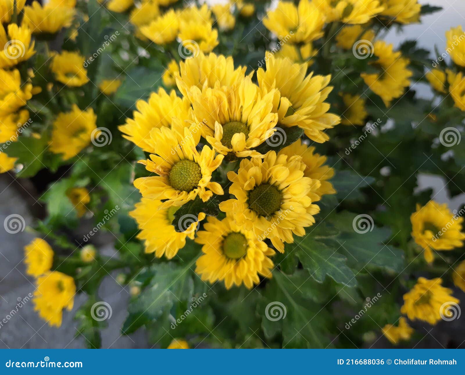 Yellow Flowers, Mini Sunflowers, Mini Plants Stock Photo - Image of ...