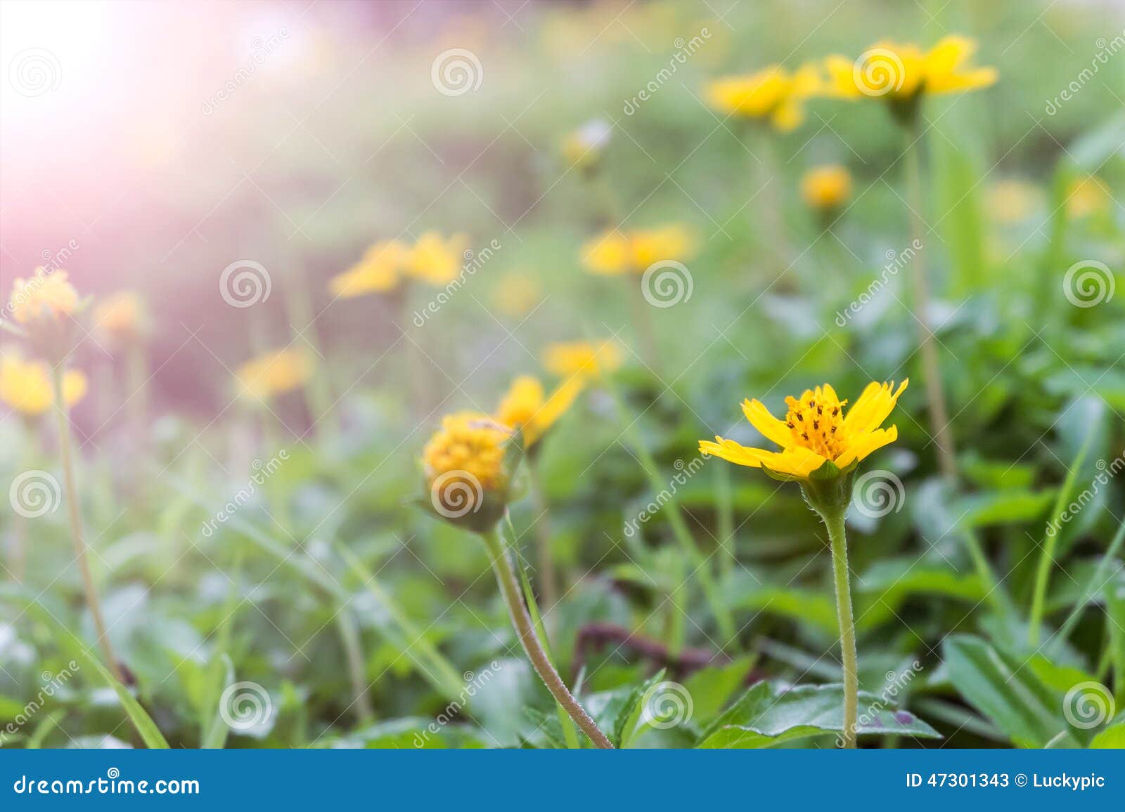 Yellow Flowers with Morning Sunlight Stock Image - Image of nature ...