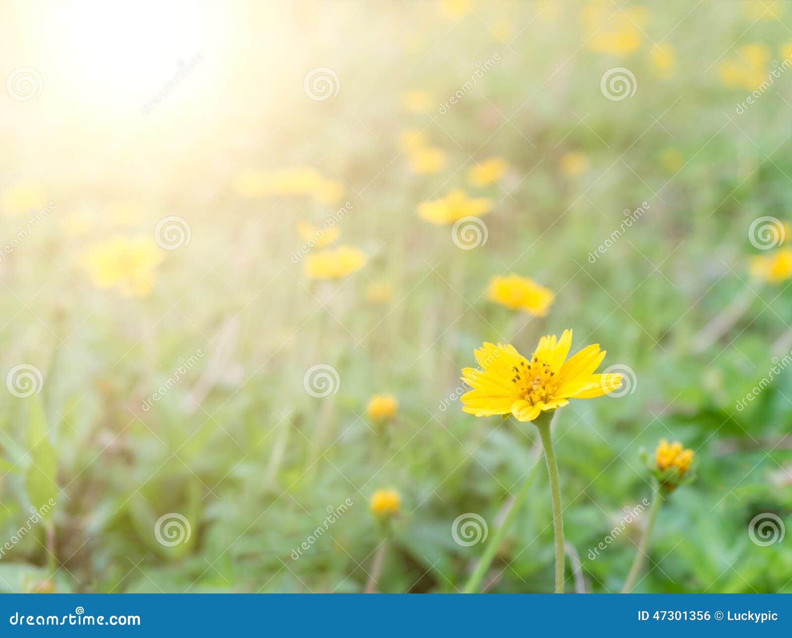 Yellow Flowers with Morning Sunlight Stock Photo - Image of blossom ...
