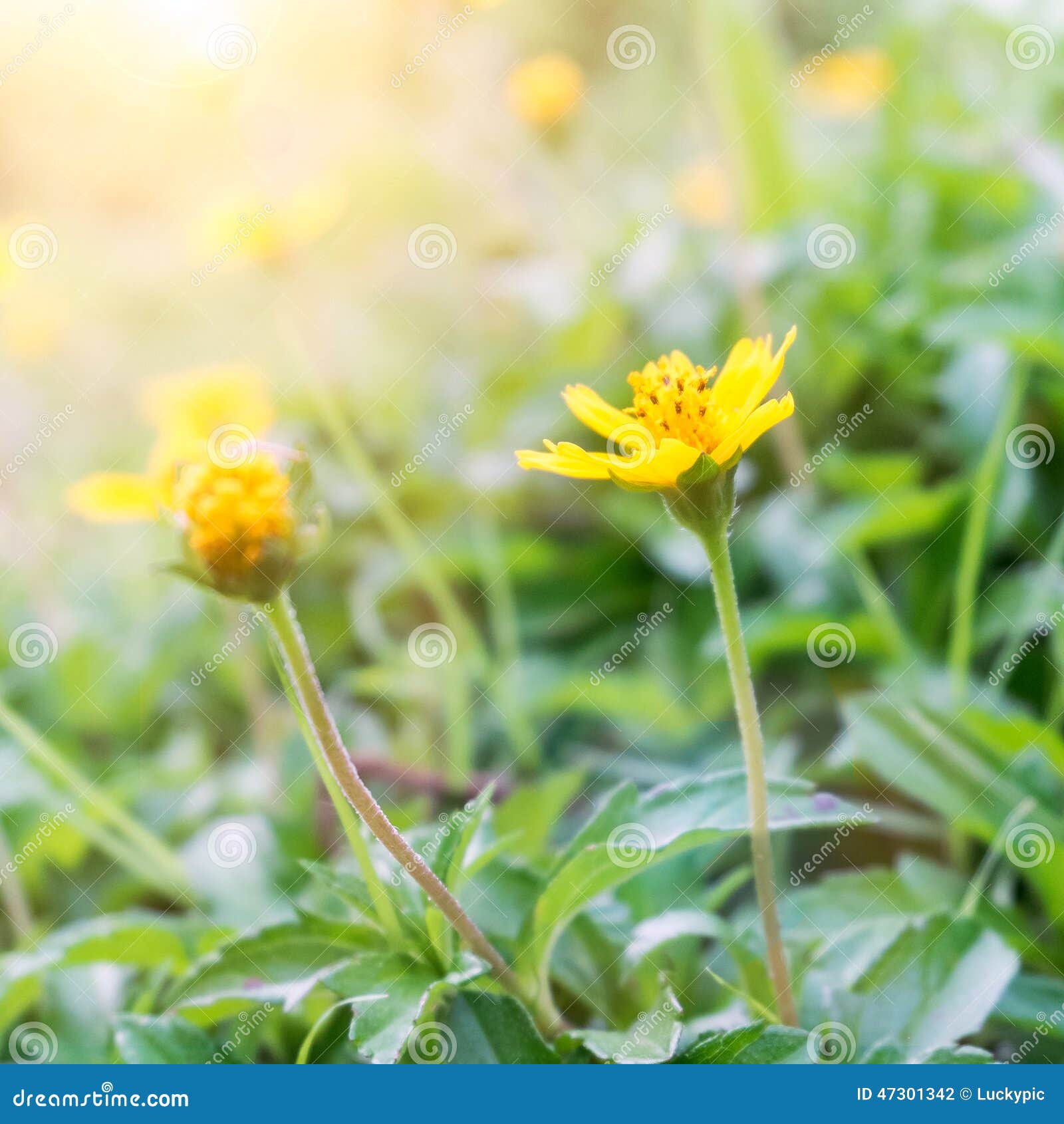 Yellow Flowers with Morning Sunlight in Spring Time Stock Photo - Image ...