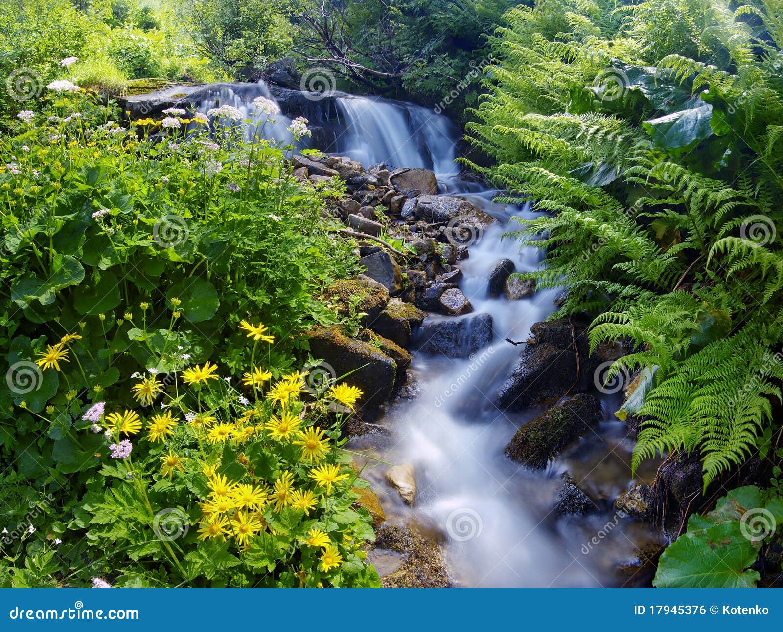 Yellow Flowers Near a Mountain Stream Stock Photo - Image of fresh ...