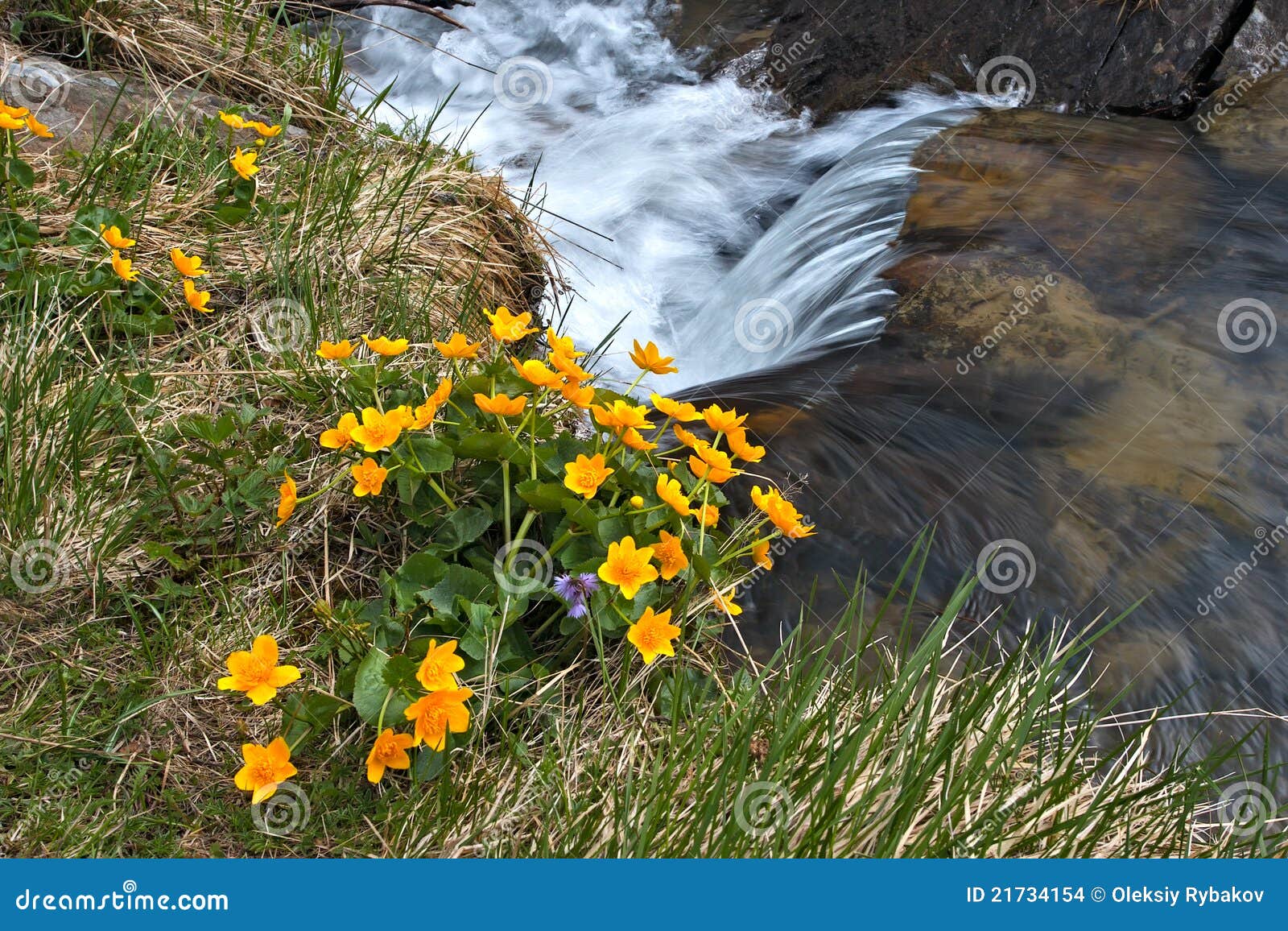 Yellow Flowers Near Streaming Water Stock Photo - Image of transparent ...